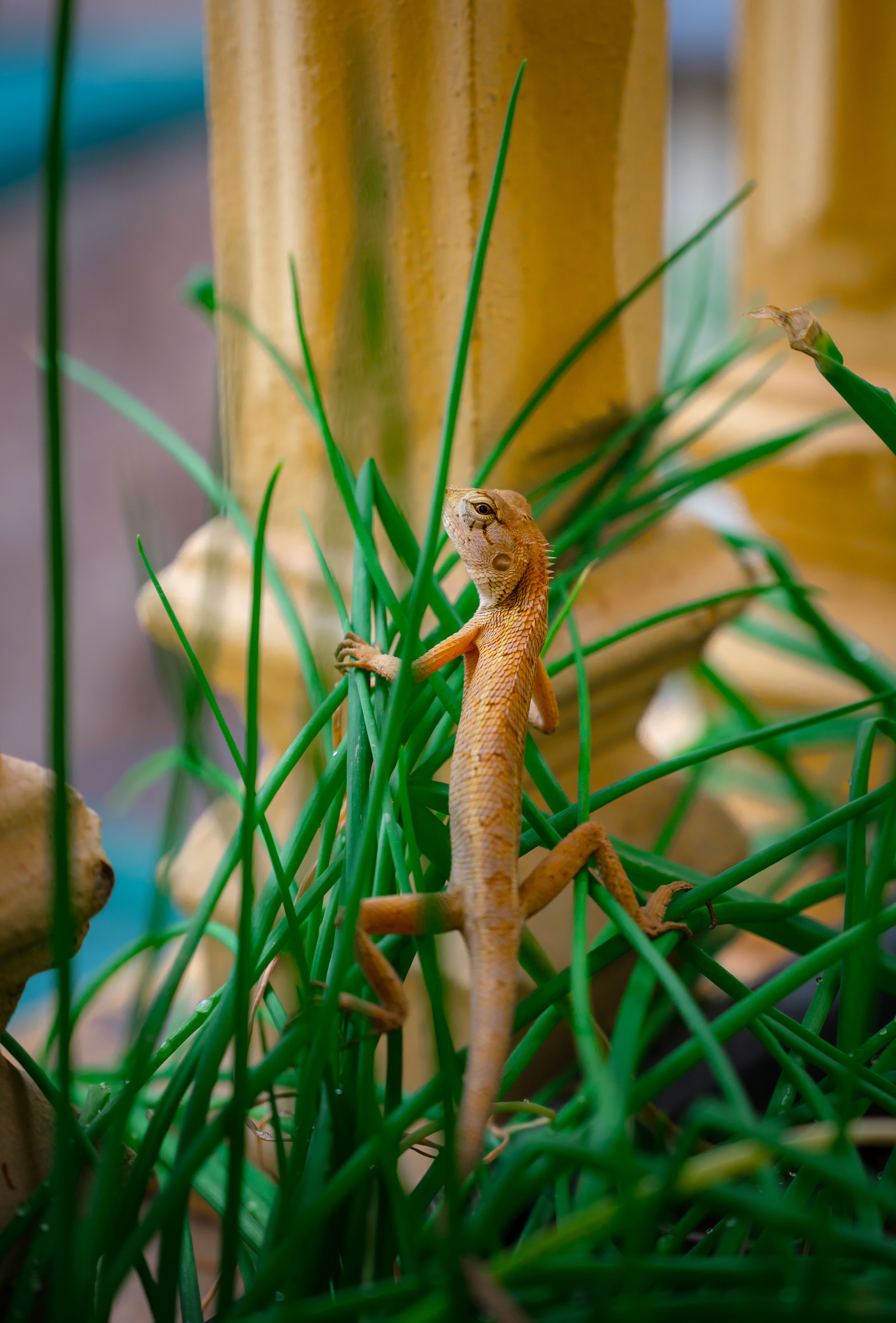 Small Lizard on Grass · Free Stock Photo