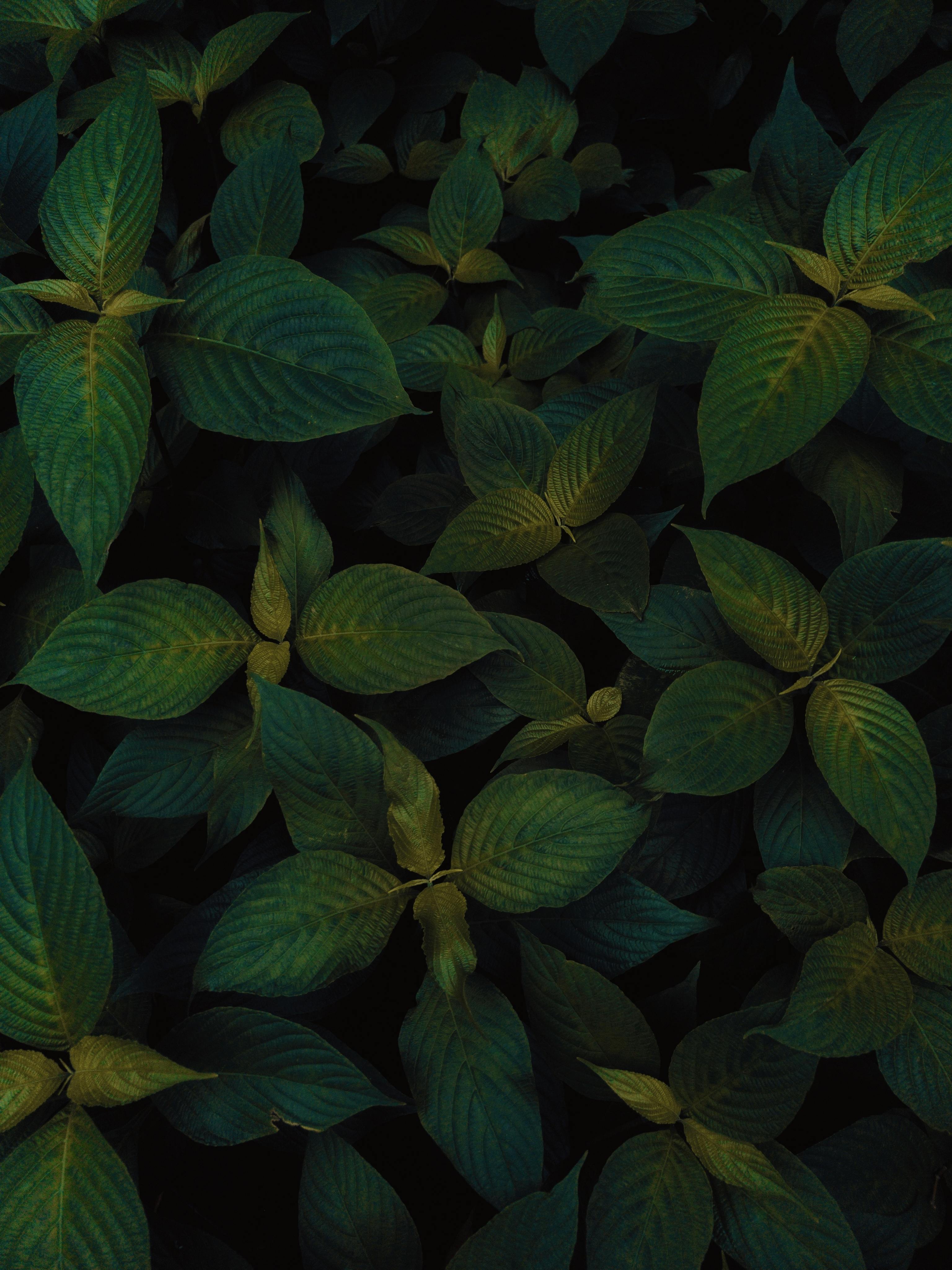 Top! Photos, Download The BEST Free Top! Stock Photos & HD Images