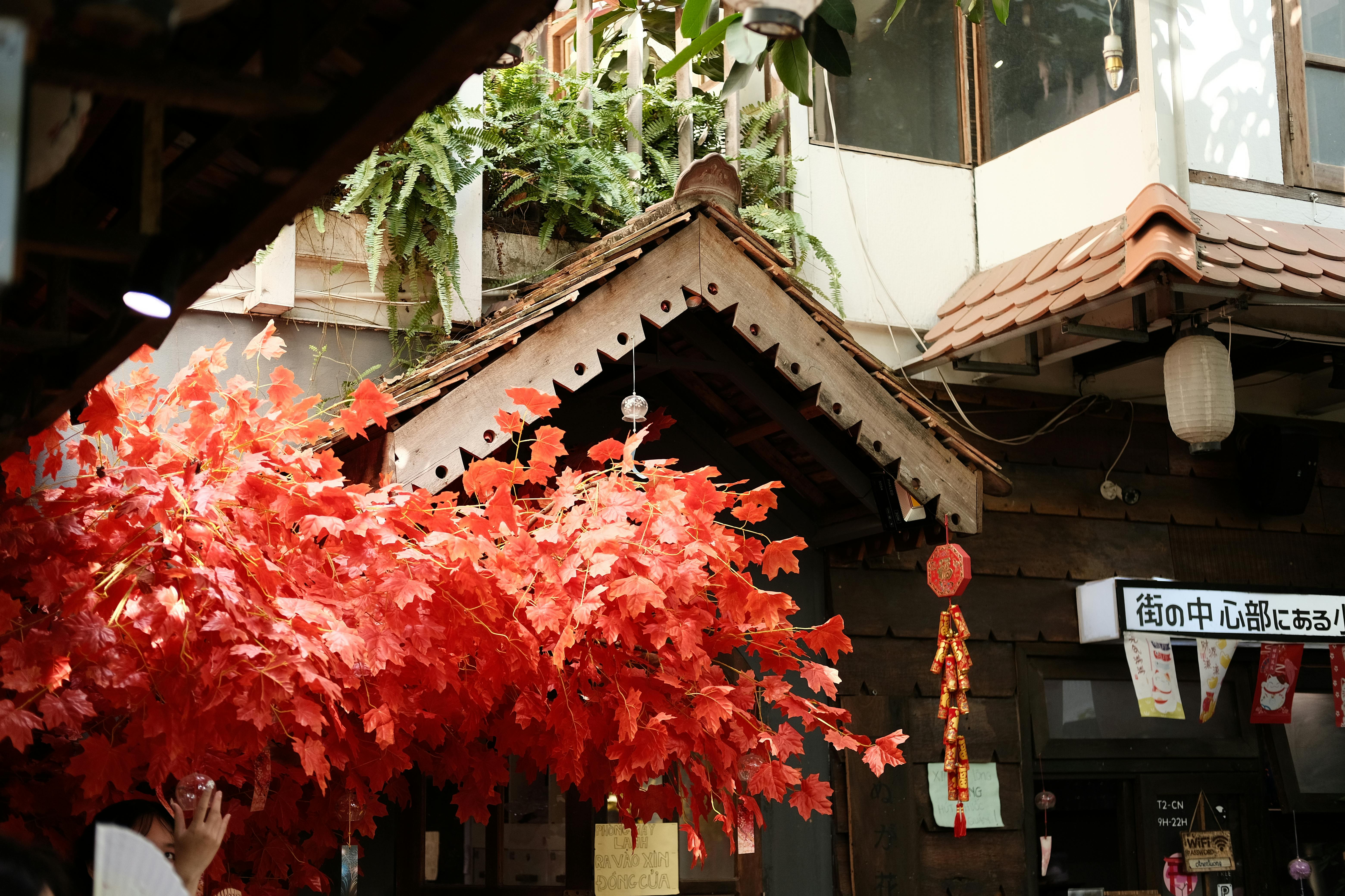 Red Tree Leaves over Temple Wall · Free Stock Photo