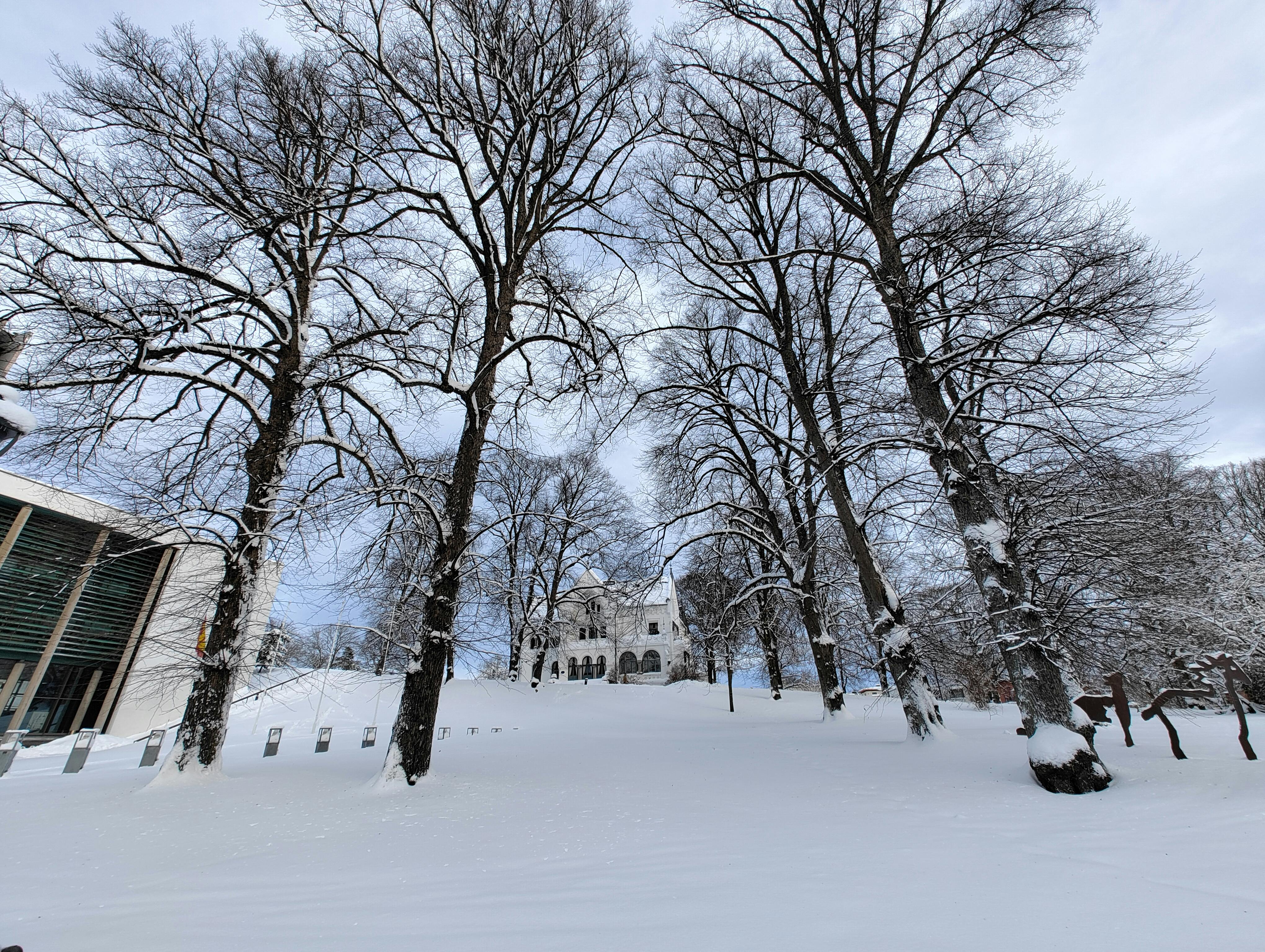 Snow around Trees in Park · Free Stock Photo