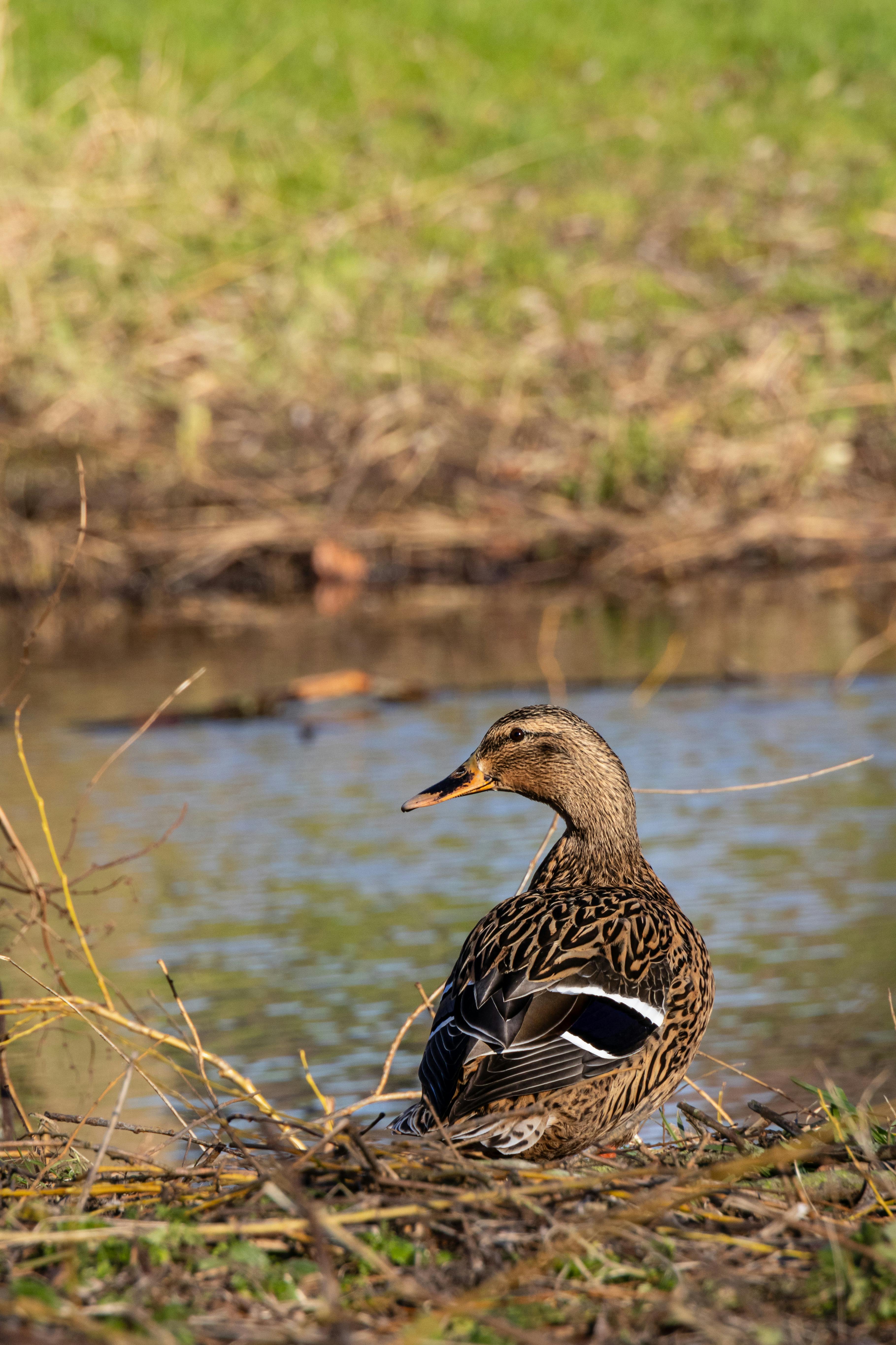 Geode Wild Photos, Download The BEST Free Geode Wild Stock Photos & HD ...