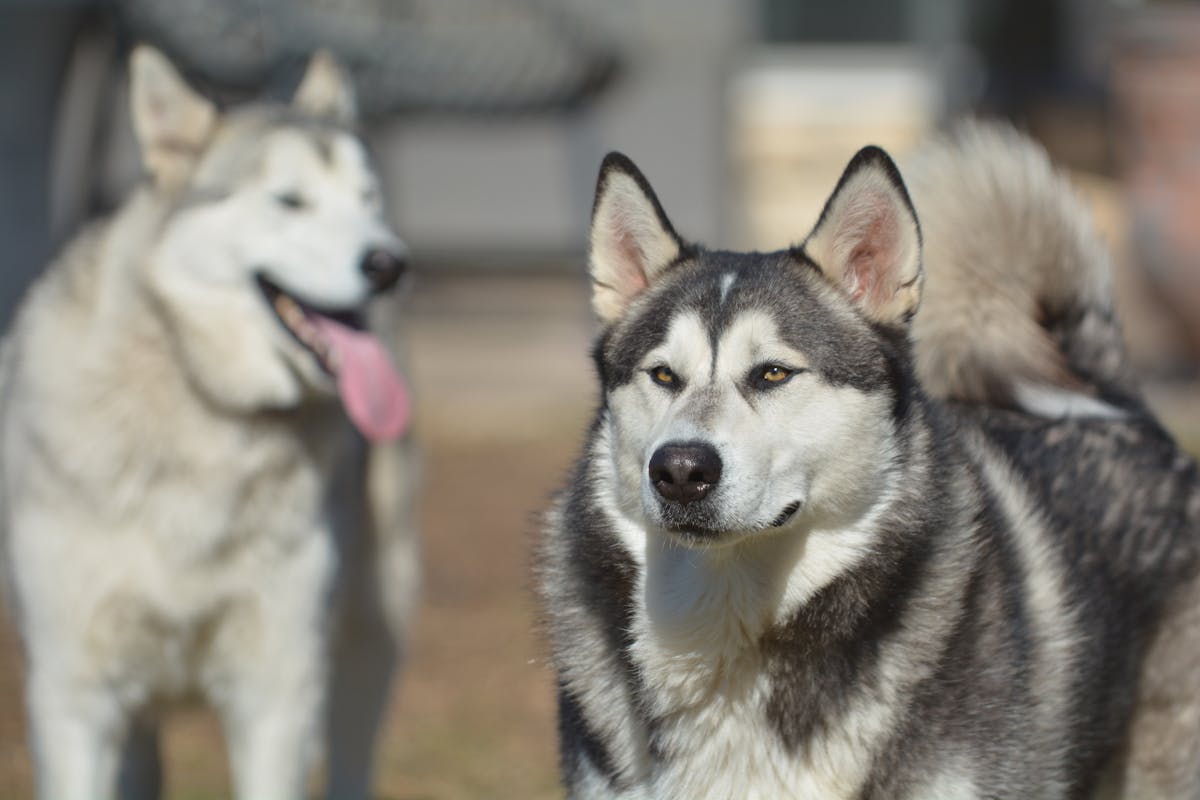 Exploring the World's Top 12 Breeds of Snow Dogs and More