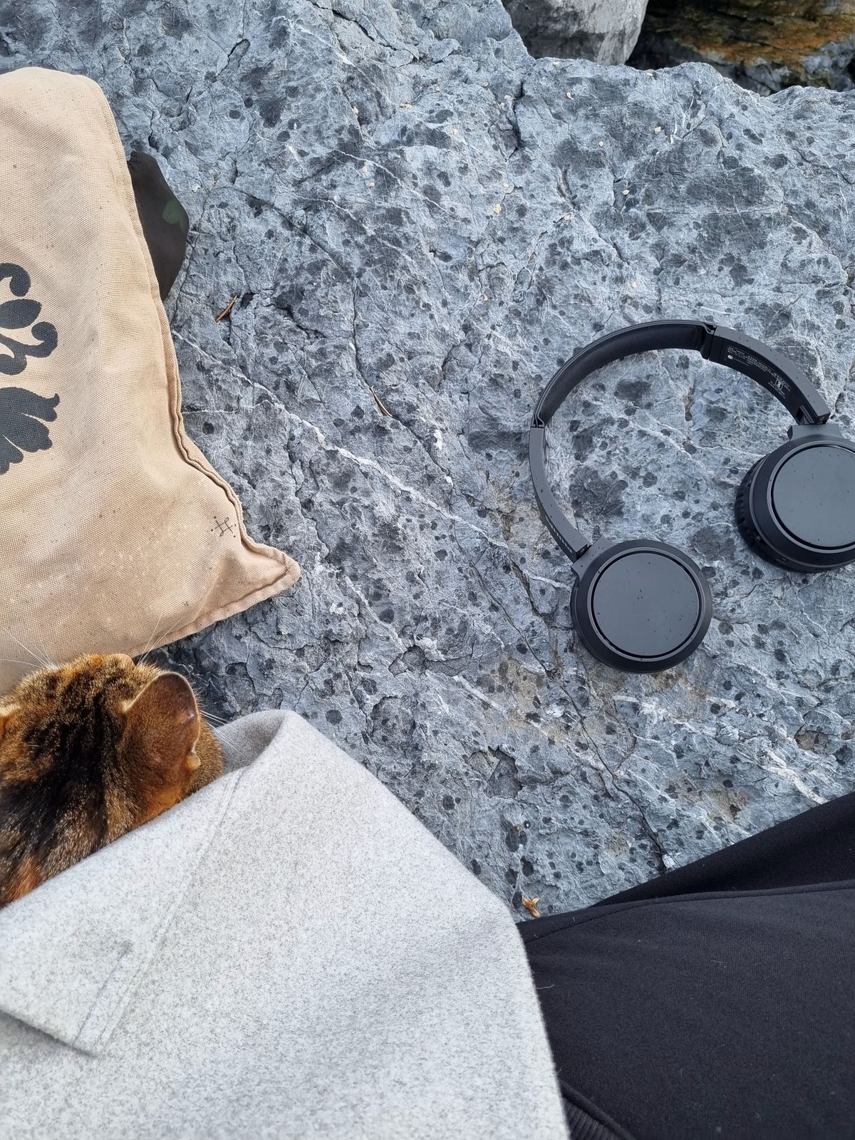Cat With Headphones Photos, Download The BEST Free Cat With Headphones ...