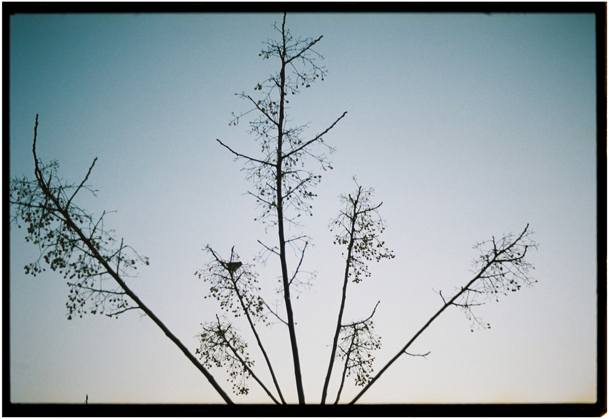 Bare Tree Branches behind Window · Free Stock Photo