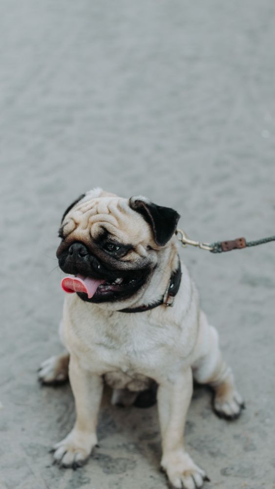 Funny Pug Photos, Download The BEST Free Funny Pug Stock Photos & HD Images