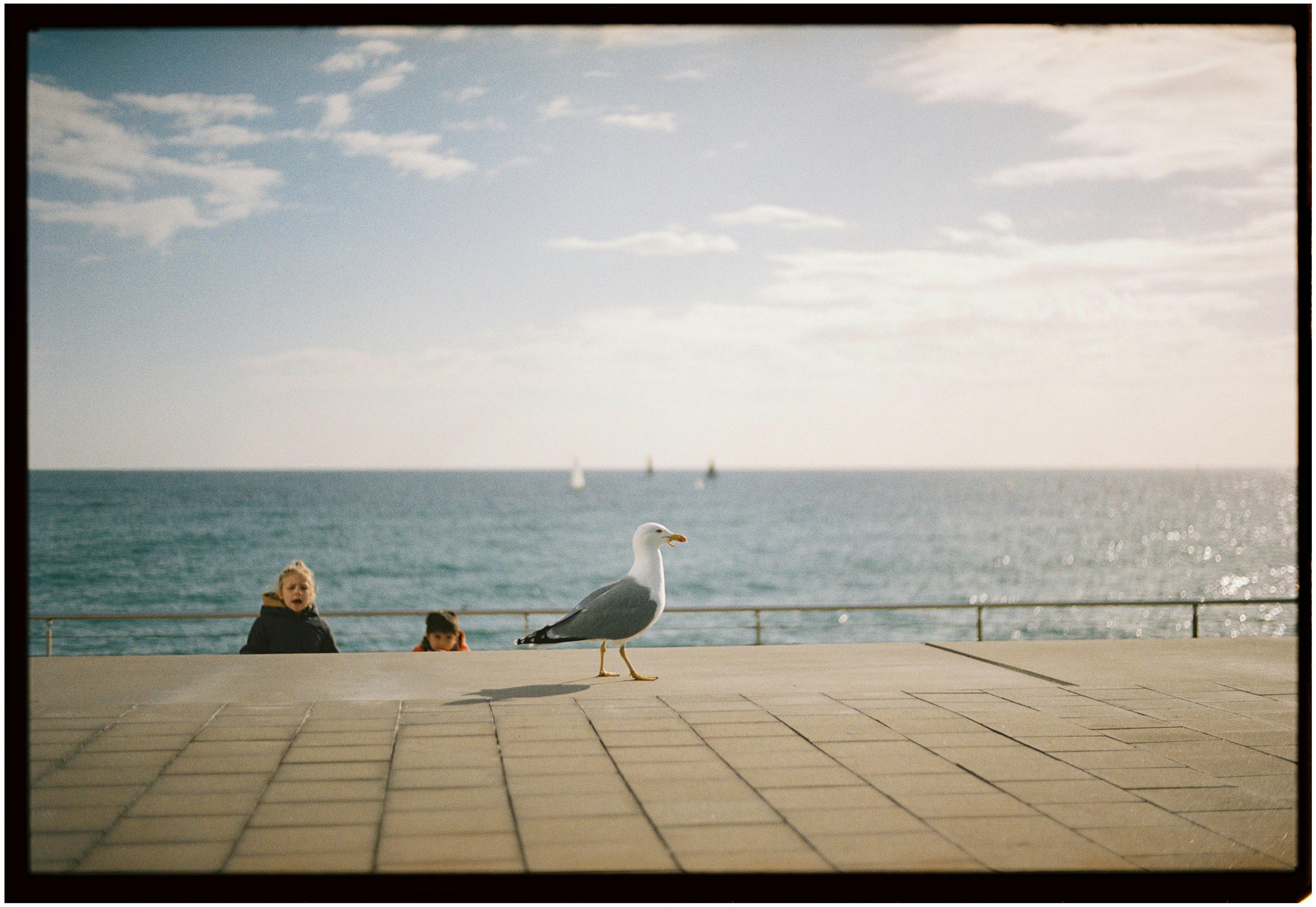 Analogue Photo of Seagull by the Sea · Free Stock Photo