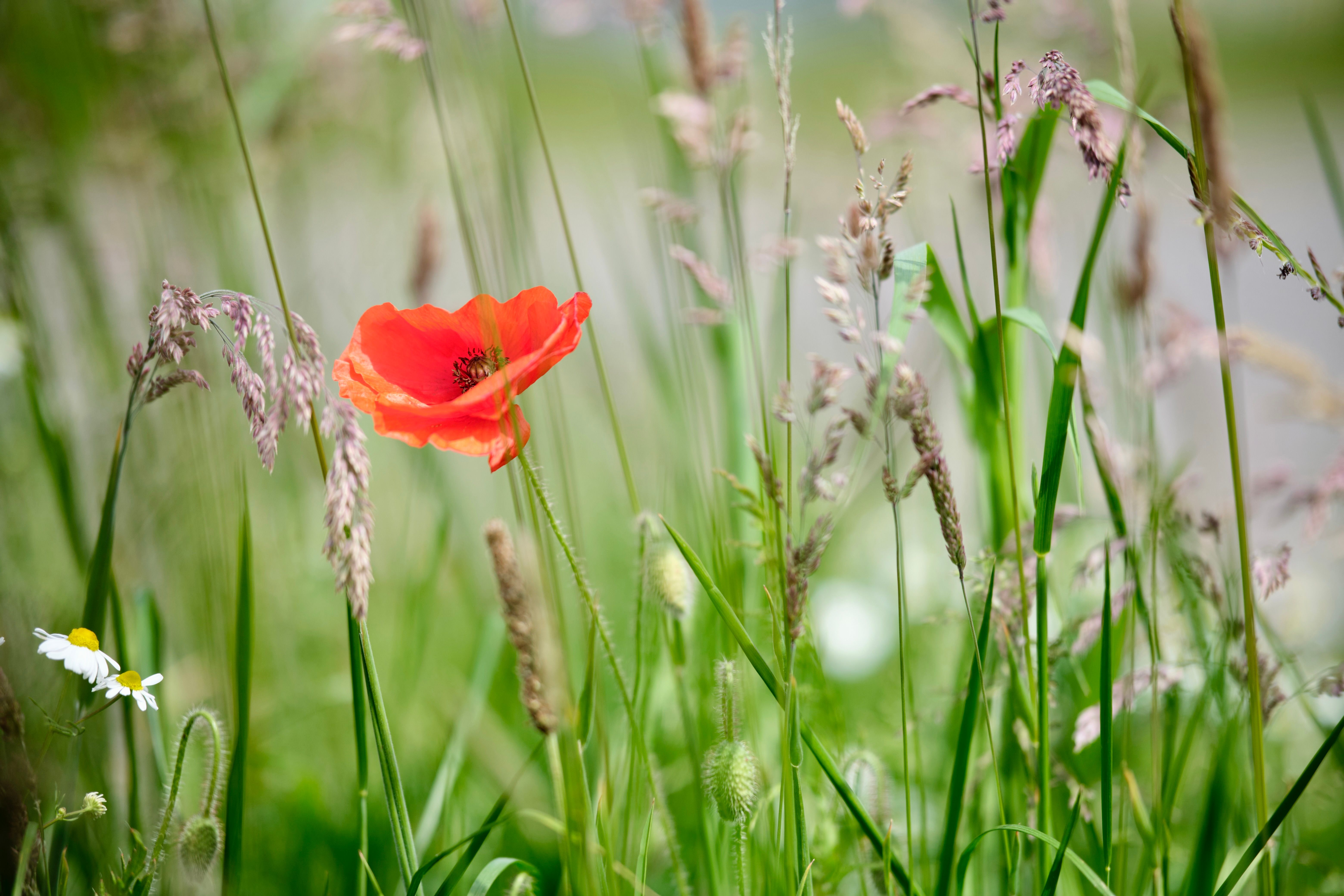 Wallpaper Poppy Flowers Desktop Wallpapers Download Red Flower Nature