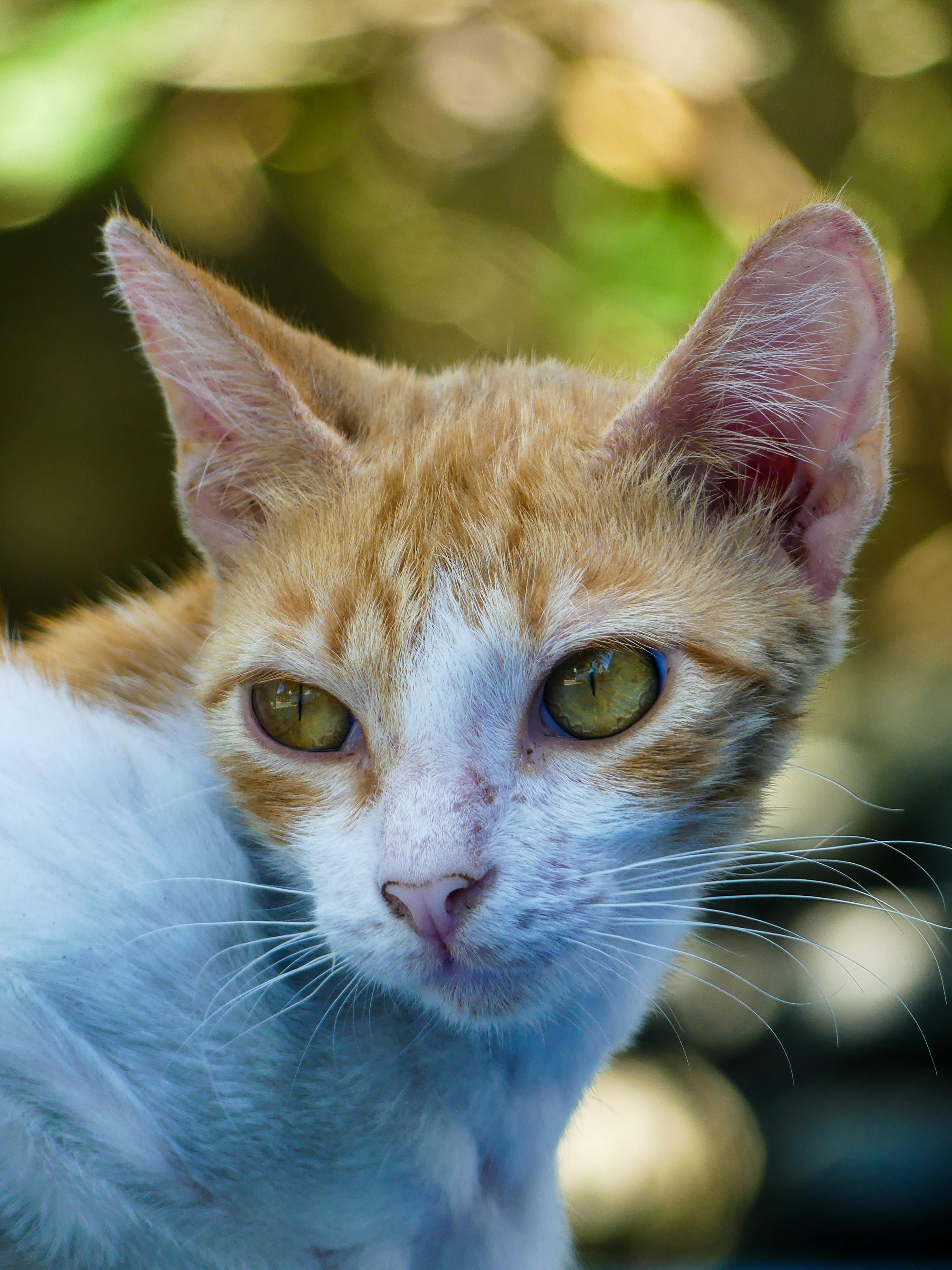 An Adorable White and Orange Stray Cat · Free Stock Photo
