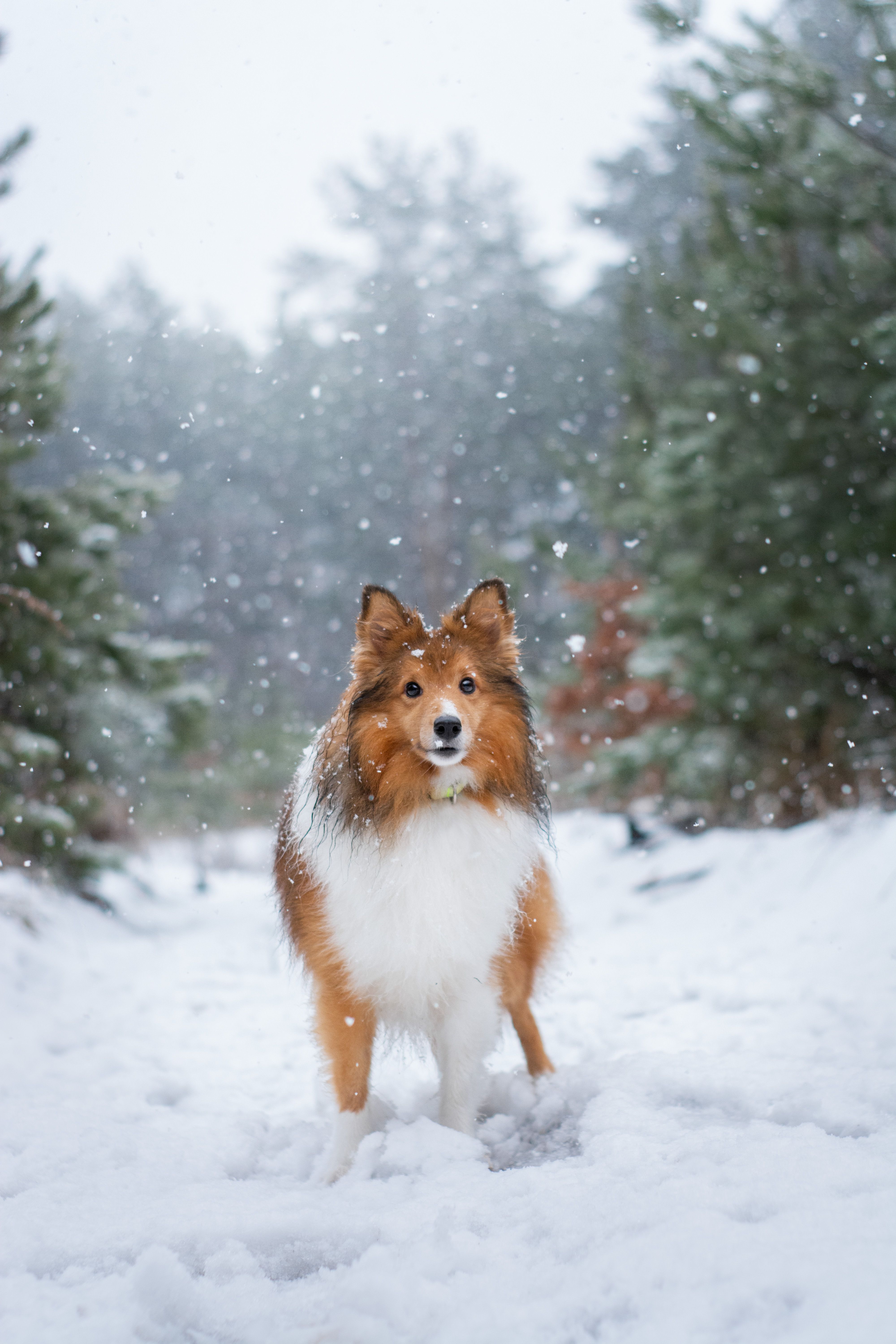 Shetland Sheepdog in Snow · Free Stock Photo