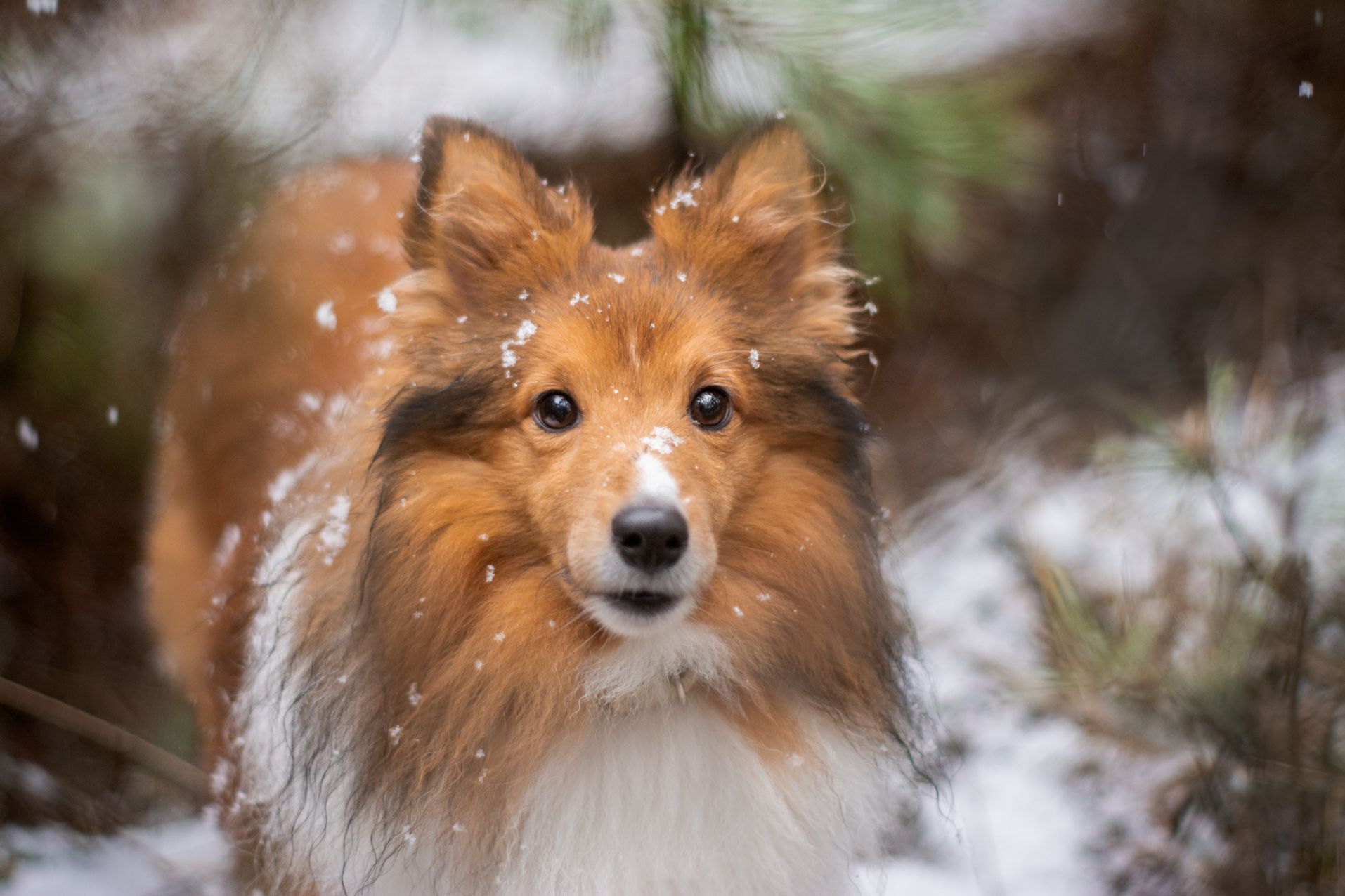 Essential Shetland Sheepdog Grooming Tips for a Healthy Coat