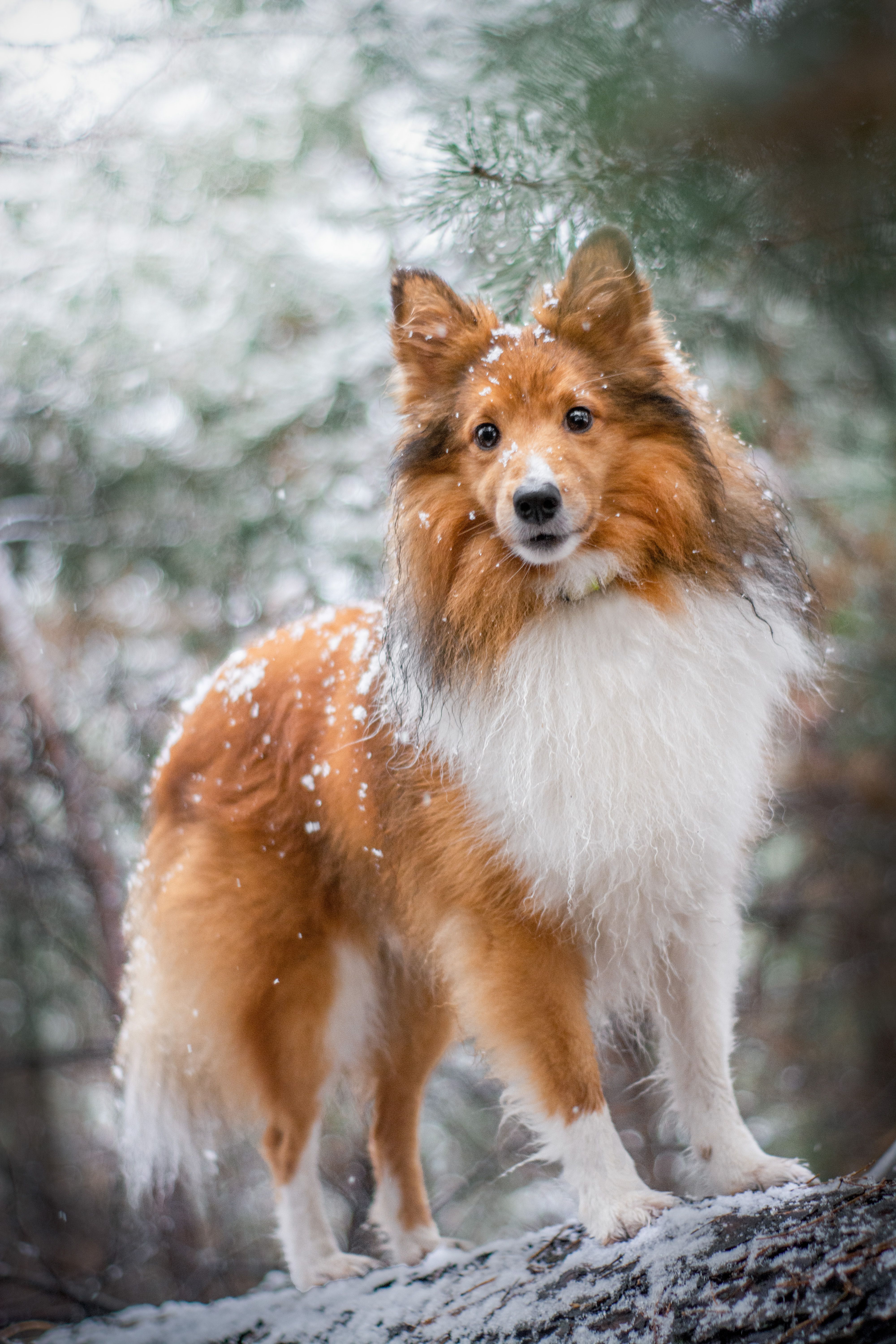 Shetland Sheepdog in Snow · Free Stock Photo