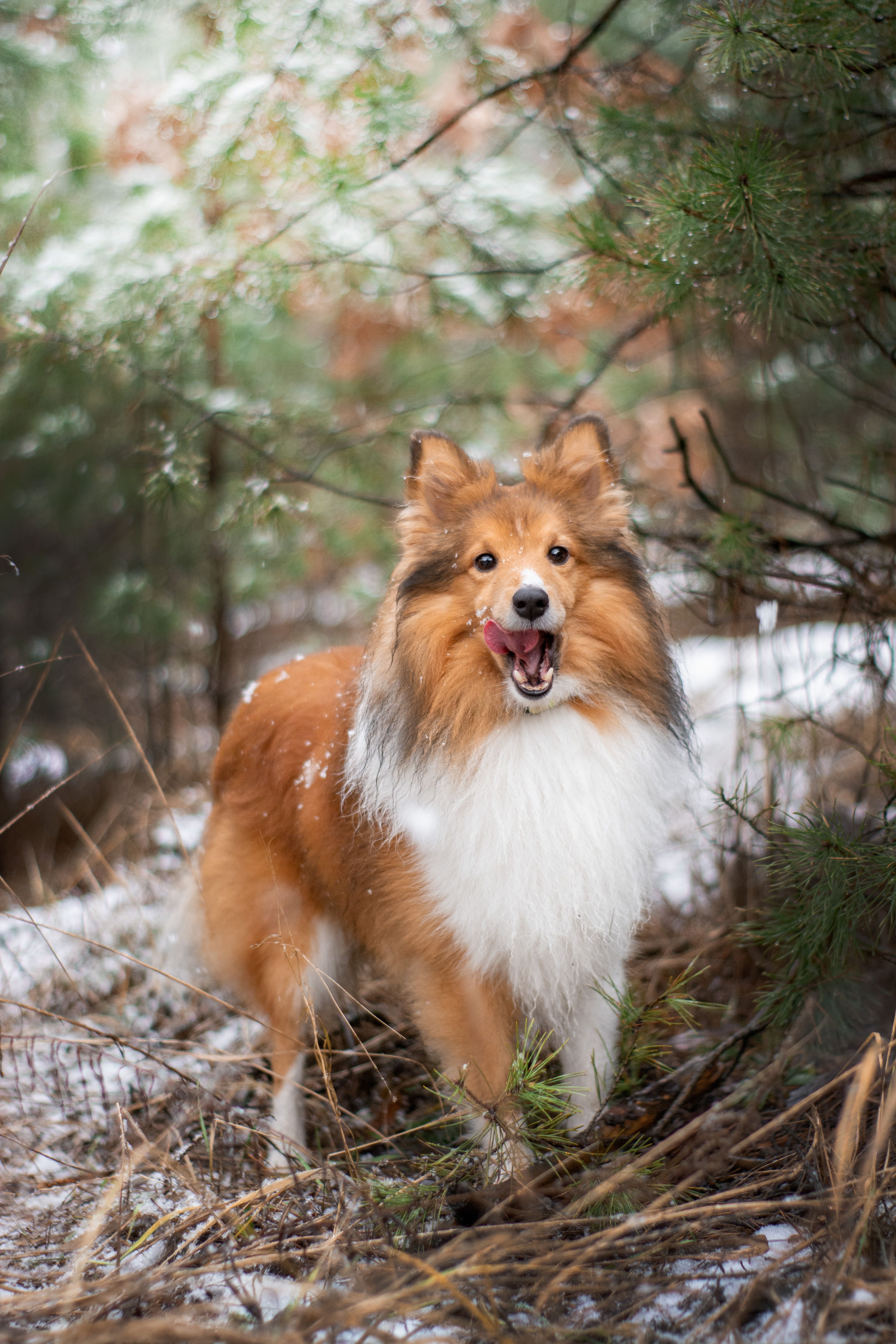 Shetland Sheepdog in Forest in Winter · Free Stock Photo