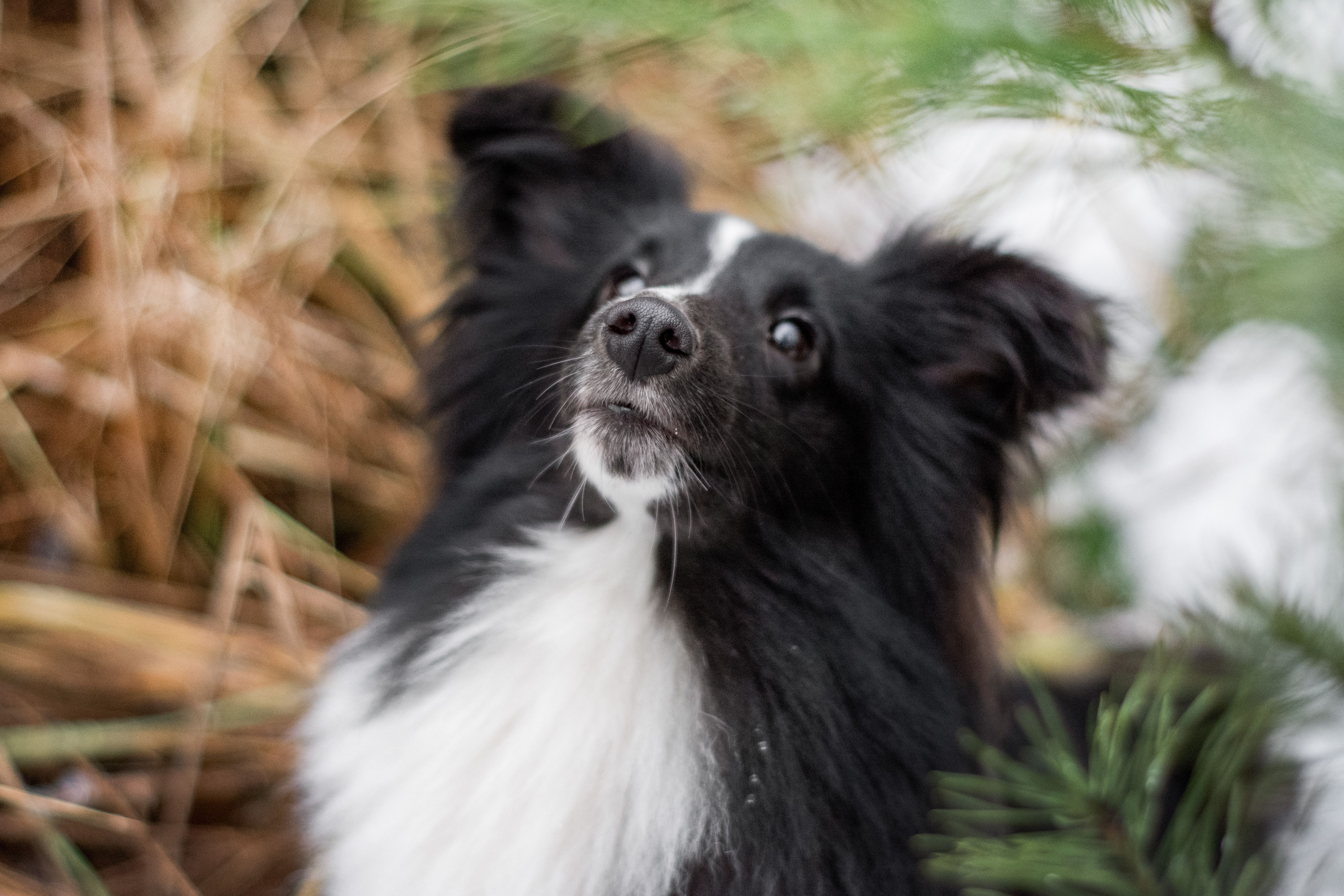 Cute Dog On a Blurry Background · Free Stock Photo