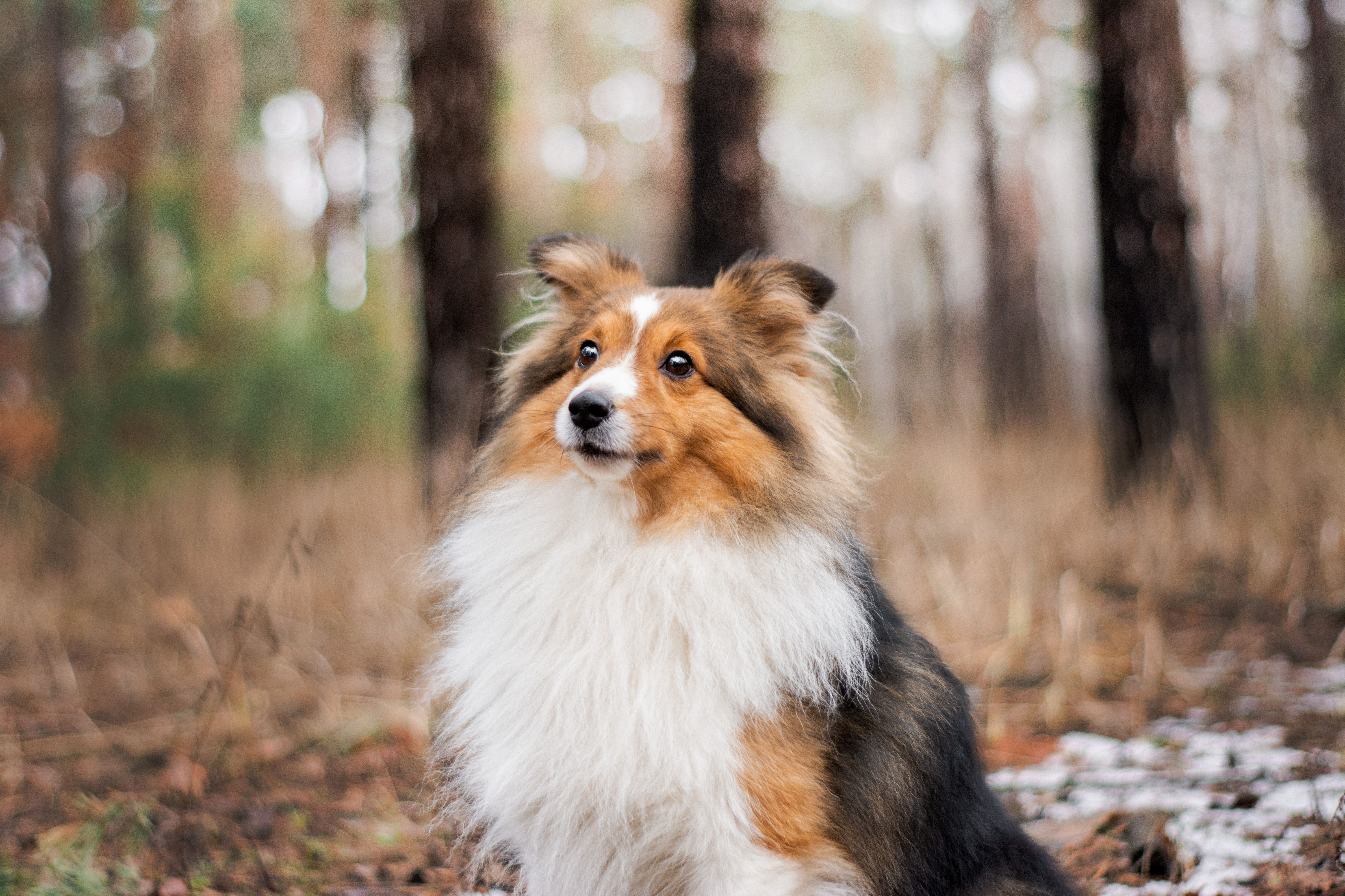 Sitting Shetland Sheepdog in Forest · Free Stock Photo