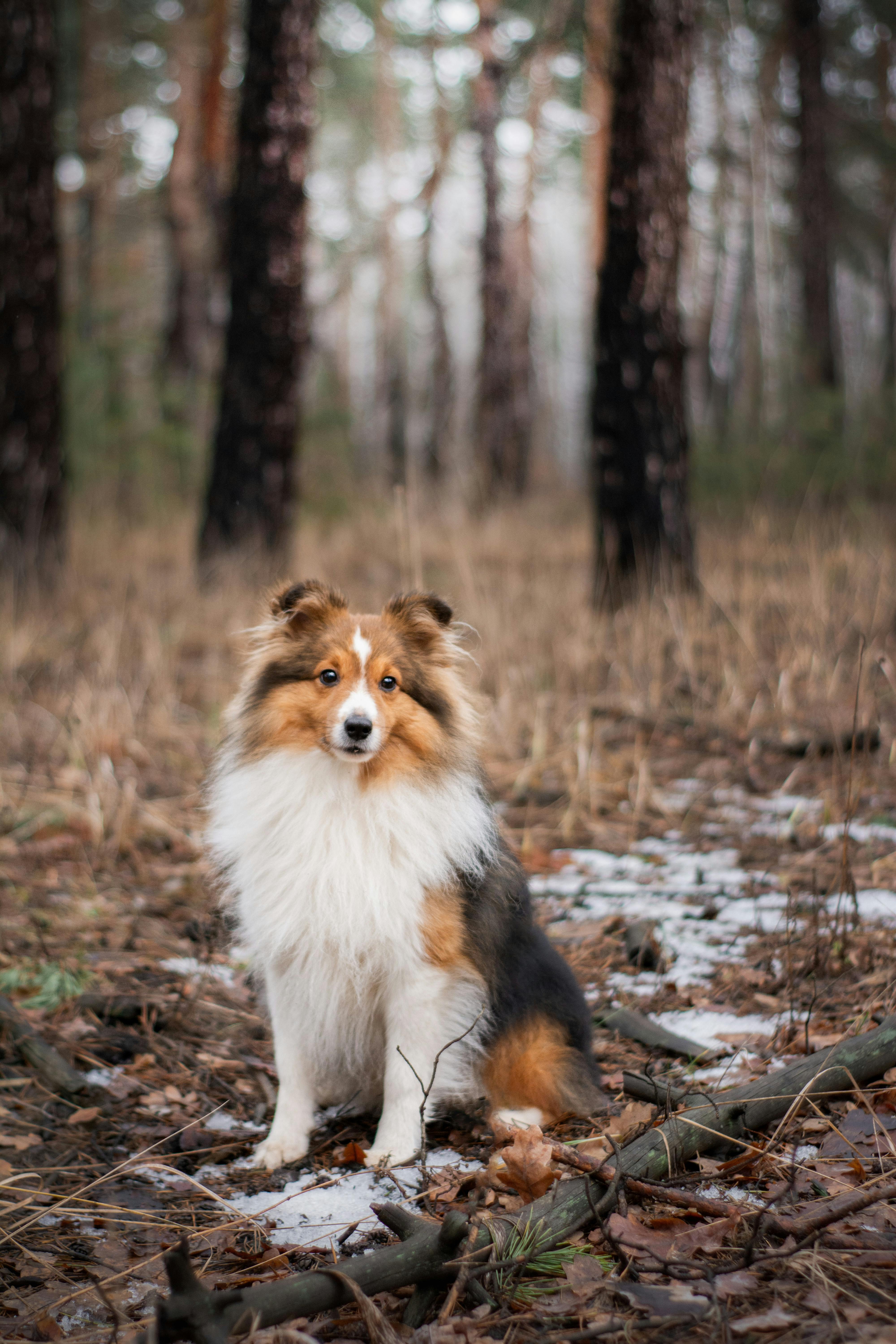 Furry Dog in a Forest · Free Stock Photo