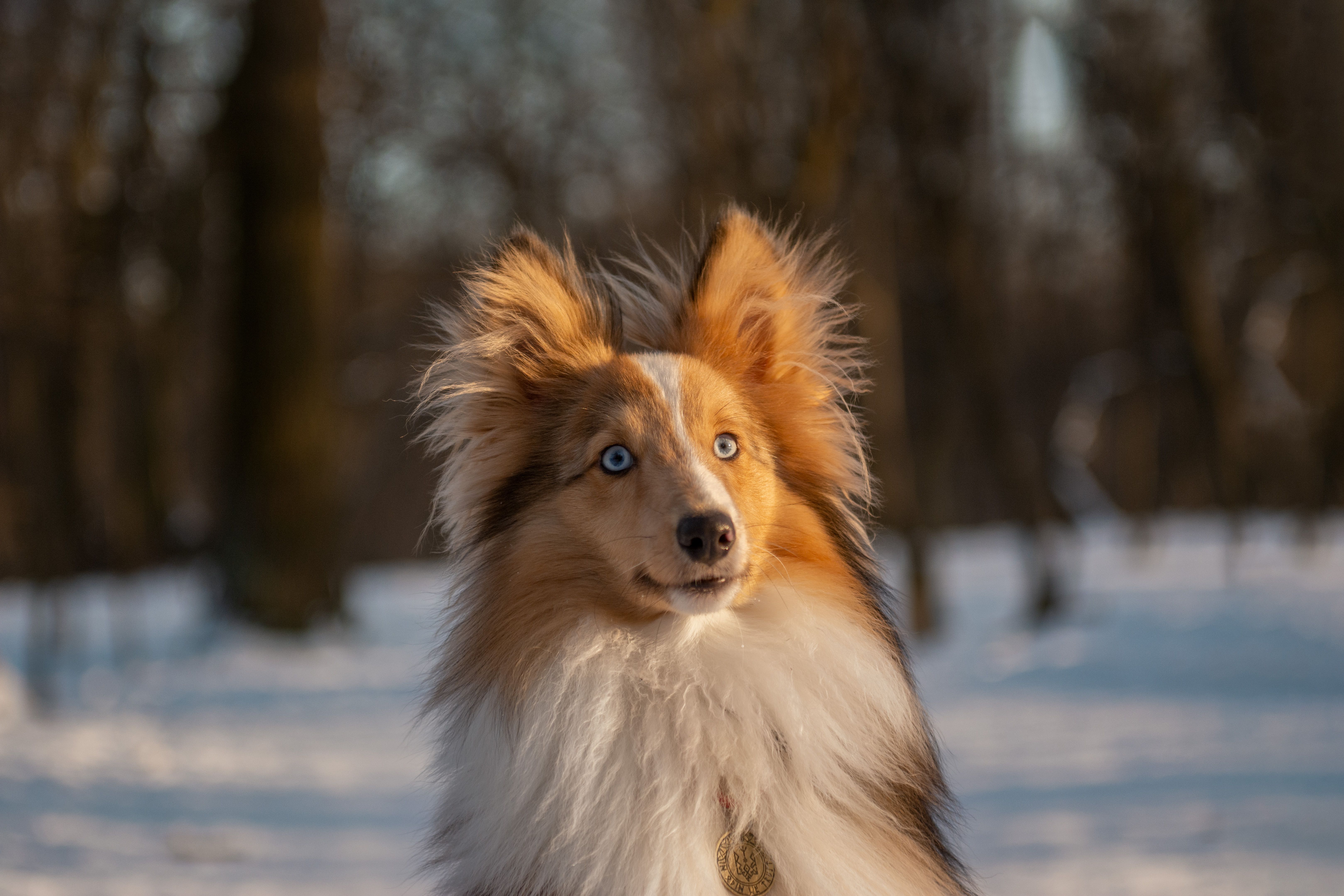 Foto de stock gratuita sobre canino, collie de pelo largo, de cerca ...