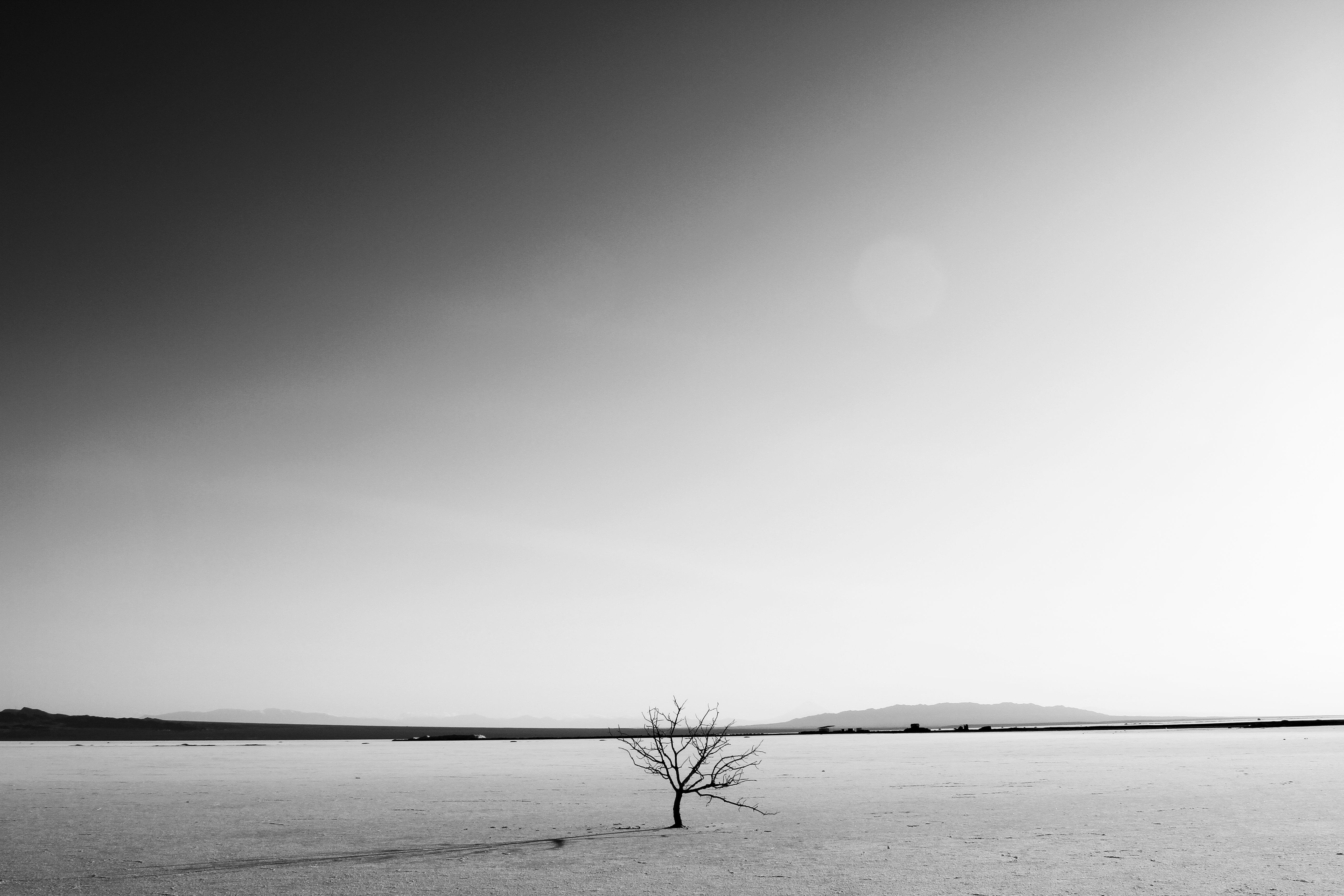 alone tree · Free Stock Photo