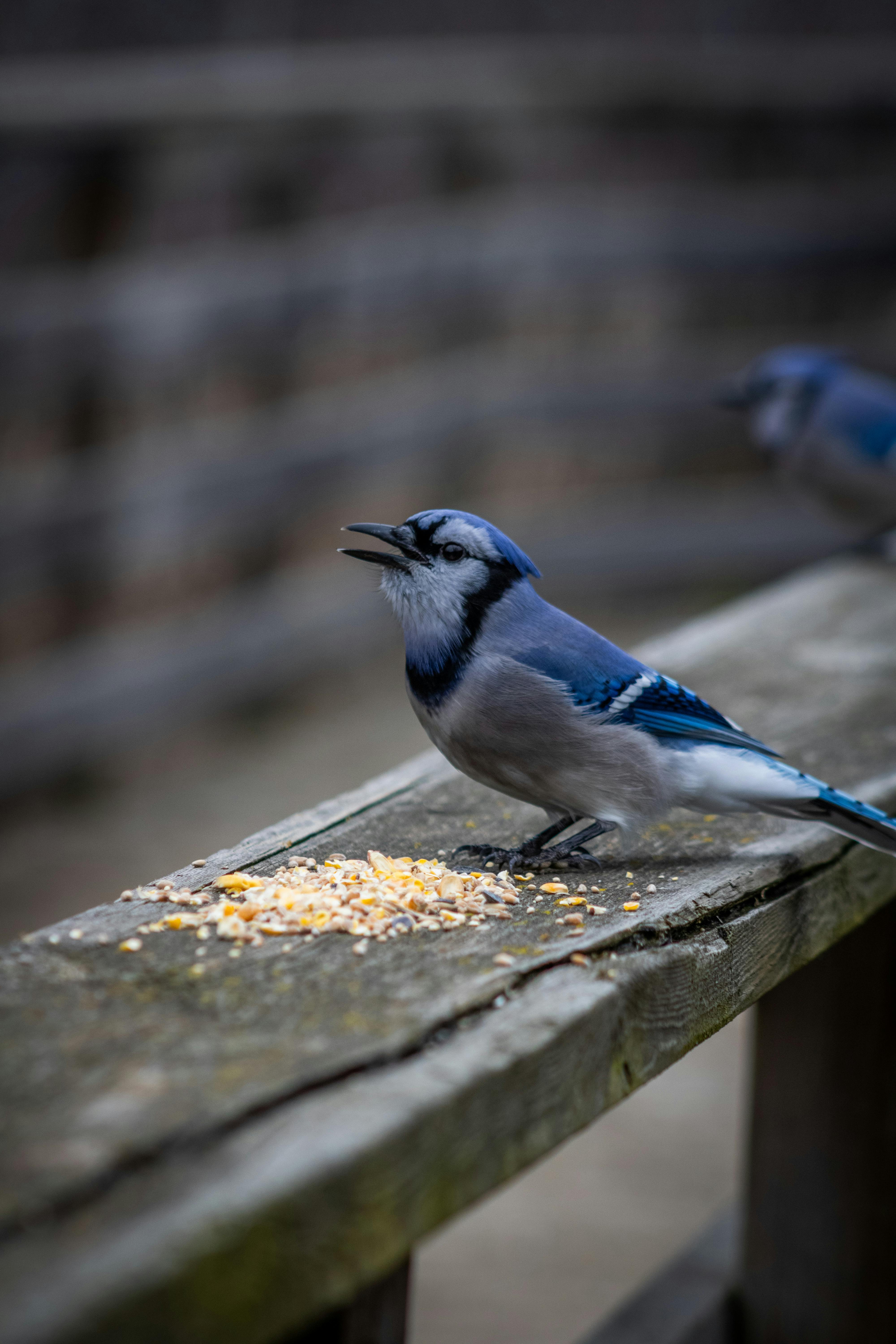 Black-capped Chickadee on Bench with Food · Free Stock Photo