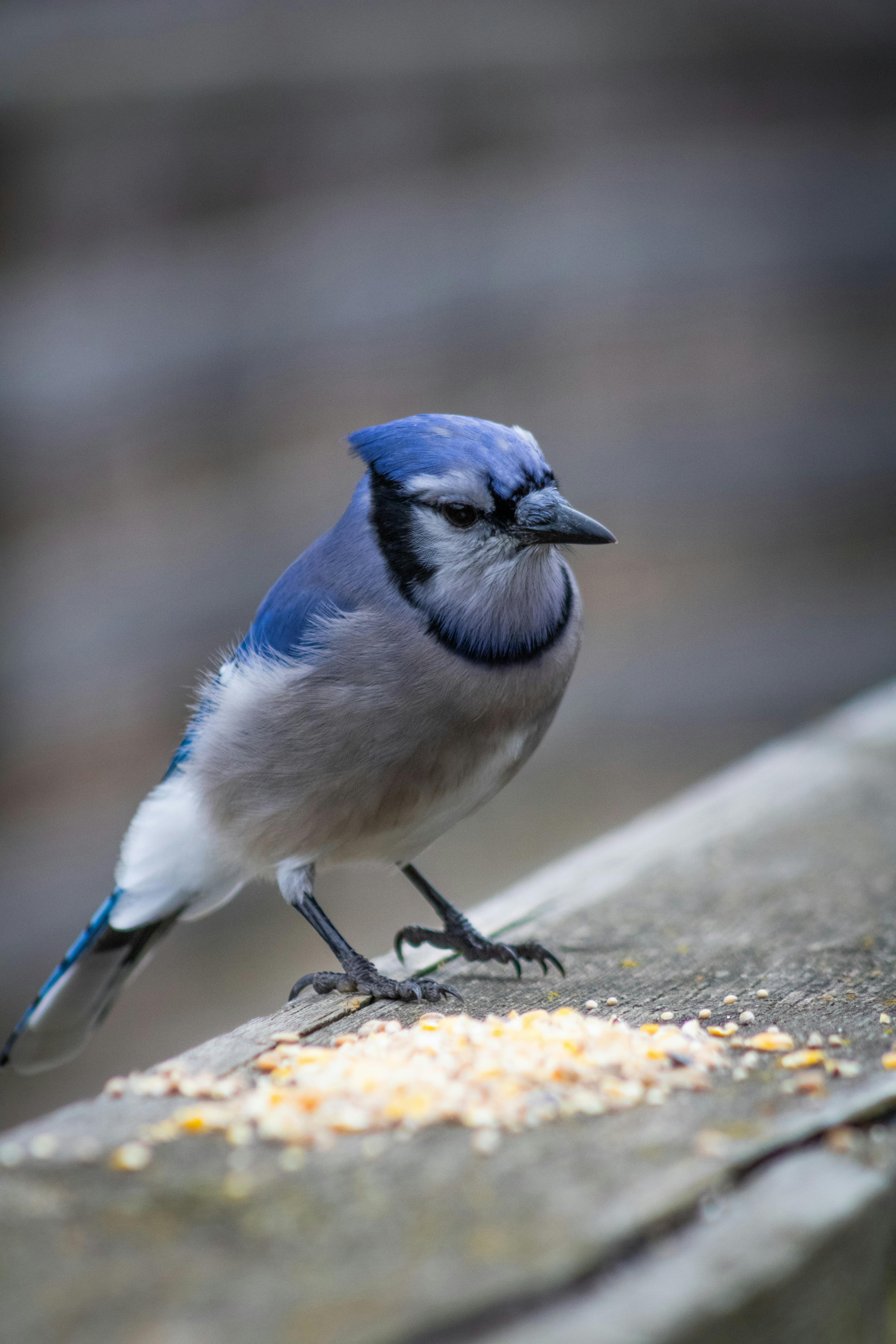 Blue Jay with Food · Free Stock Photo