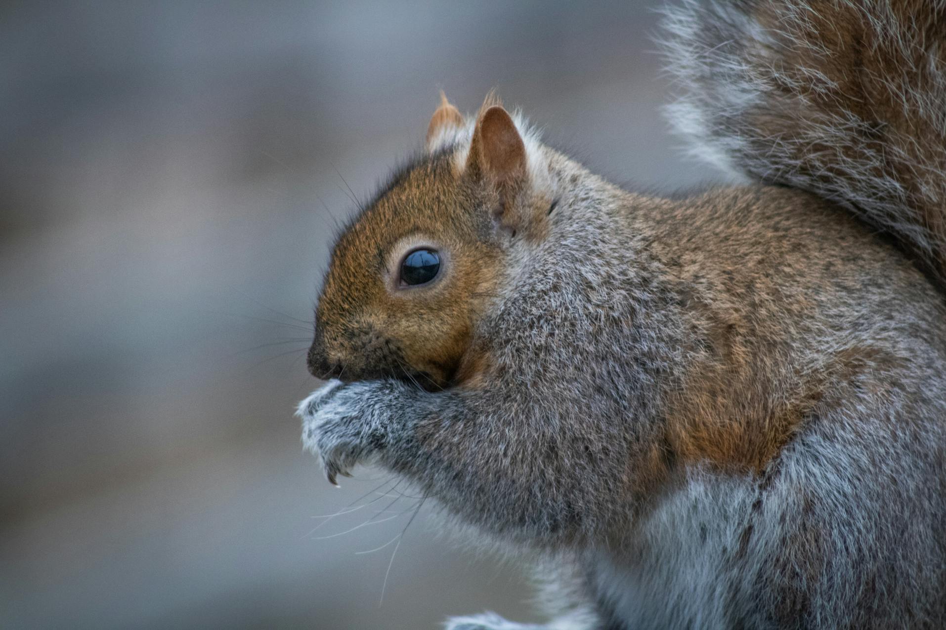 Eastern Gray Squirrel Scientific Name and Ecological Role