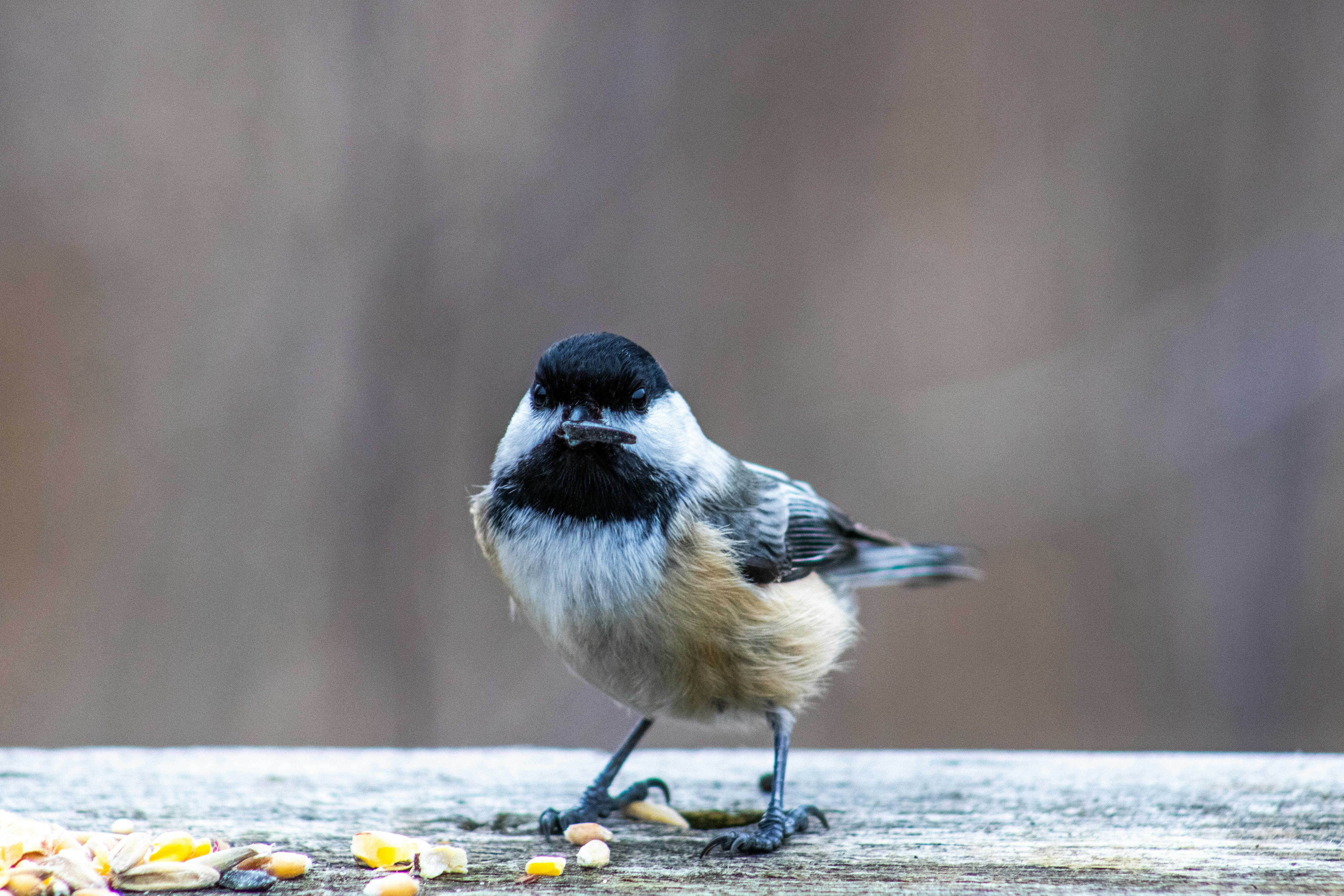 Black-capped Chickadee with Food · Free Stock Photo