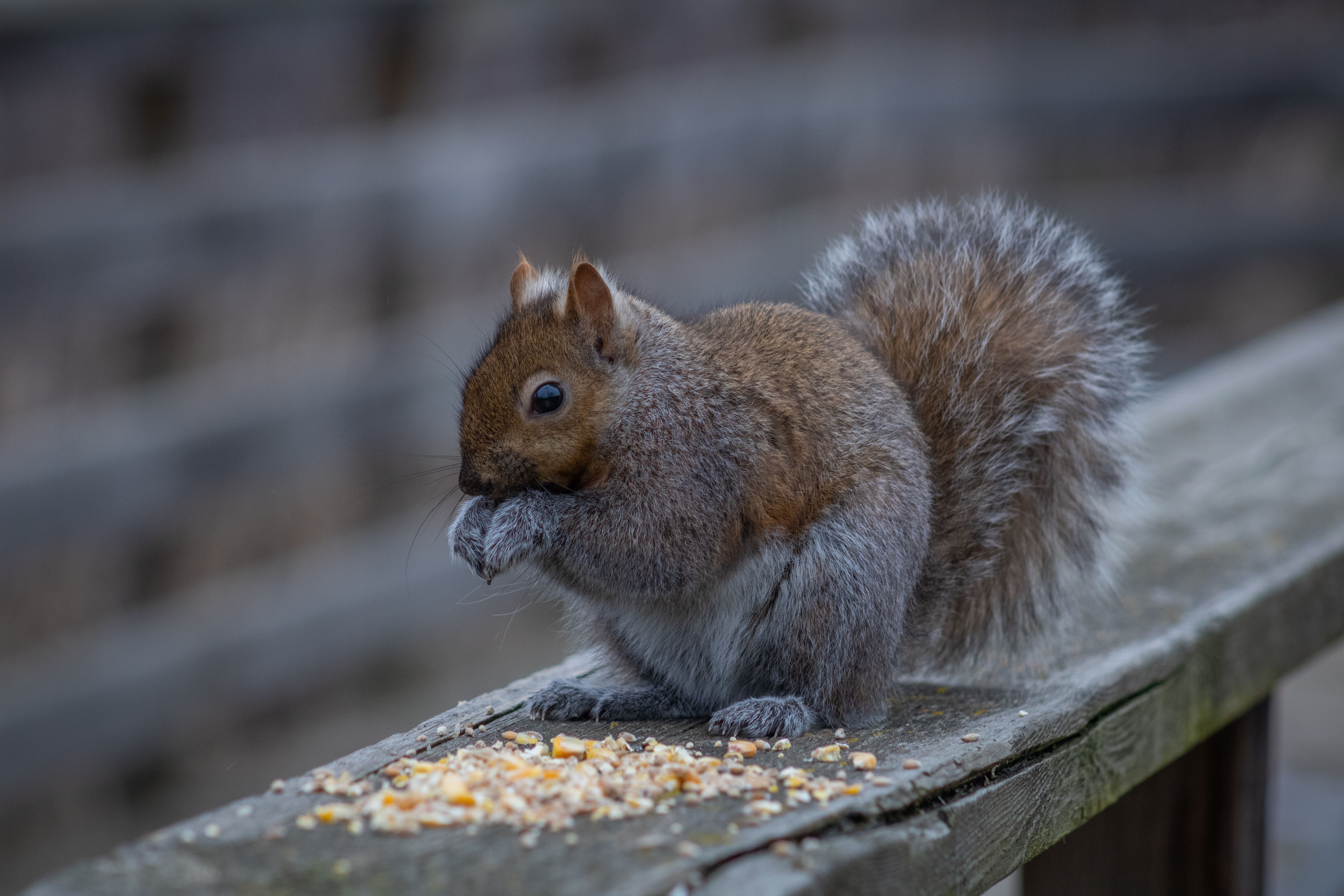 Squirrel with Food on Bench · Free Stock Photo