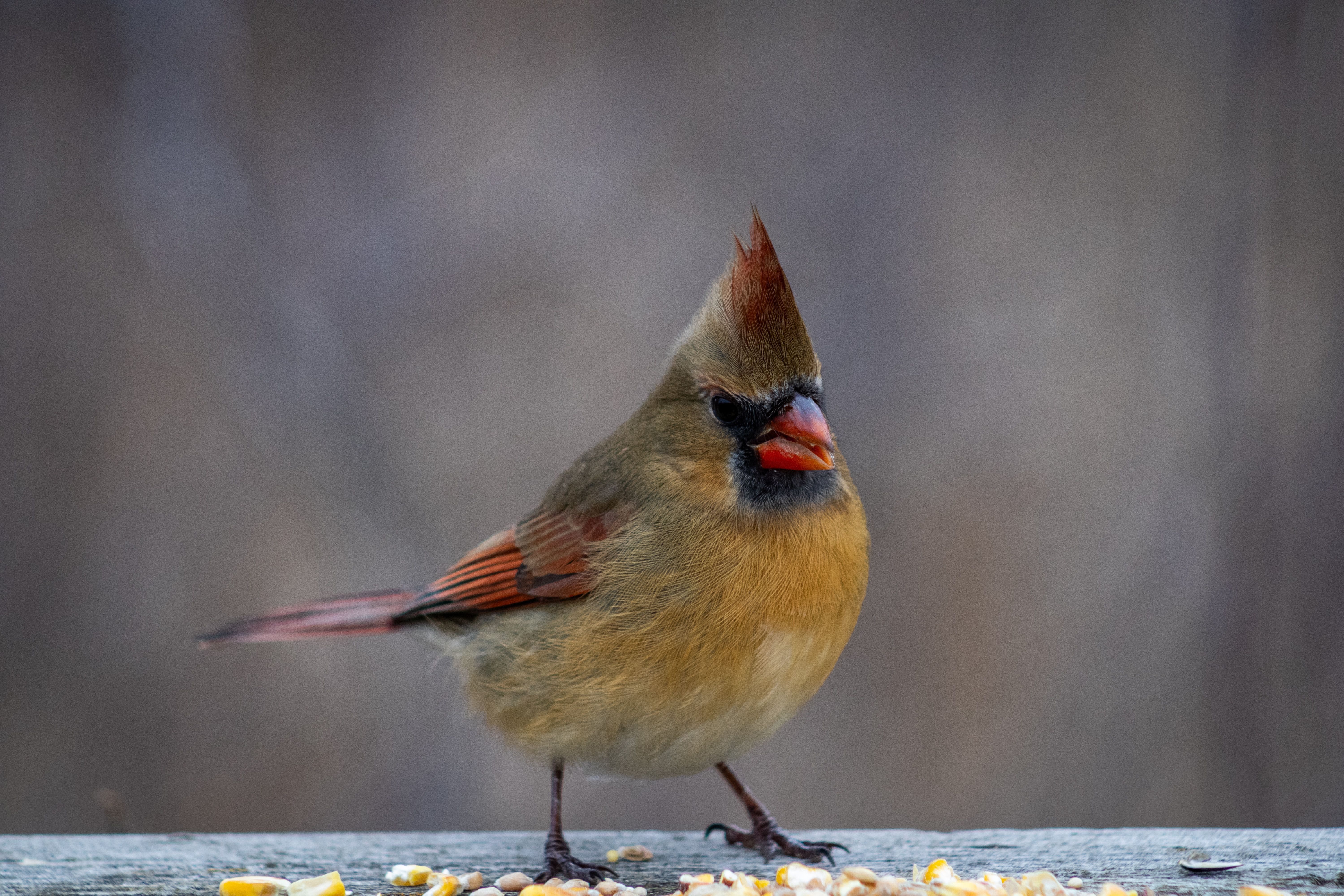 Cardinal Bird in Nature · Free Stock Photo