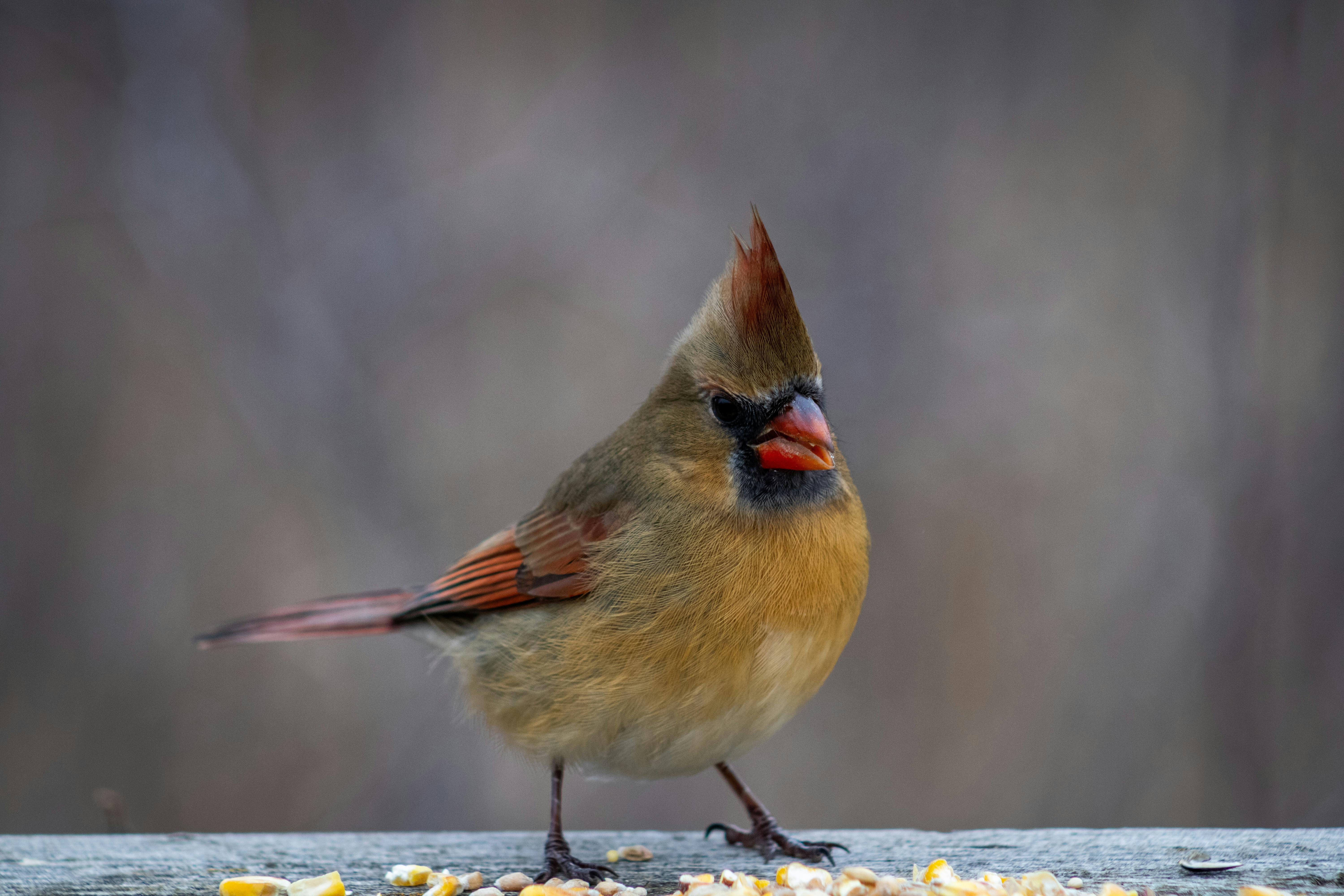 Foto de stock gratuita sobre al aire libre, amante de las aves, animal ...