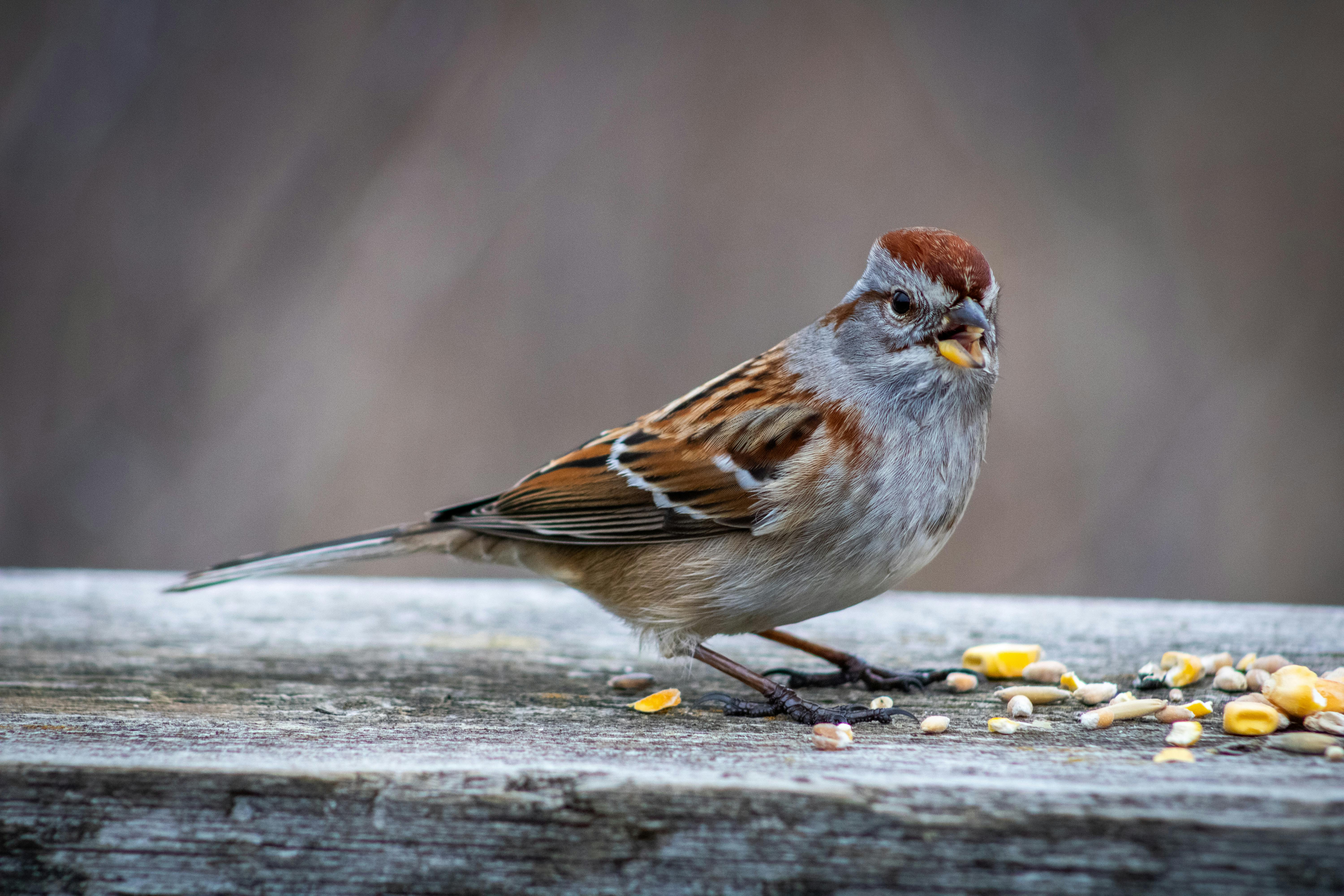 Small Sparrow with Food · Free Stock Photo