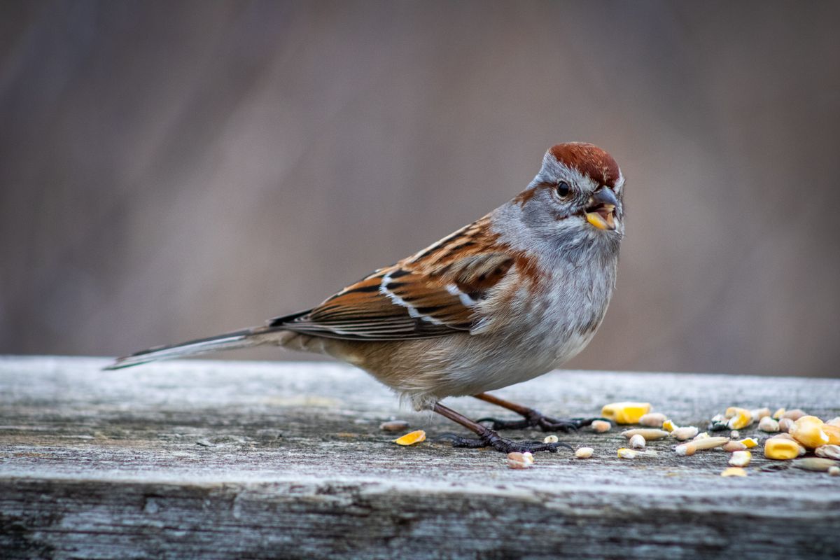 Bird Food Photos, Download The BEST Free Bird Food Stock Photos & HD Images