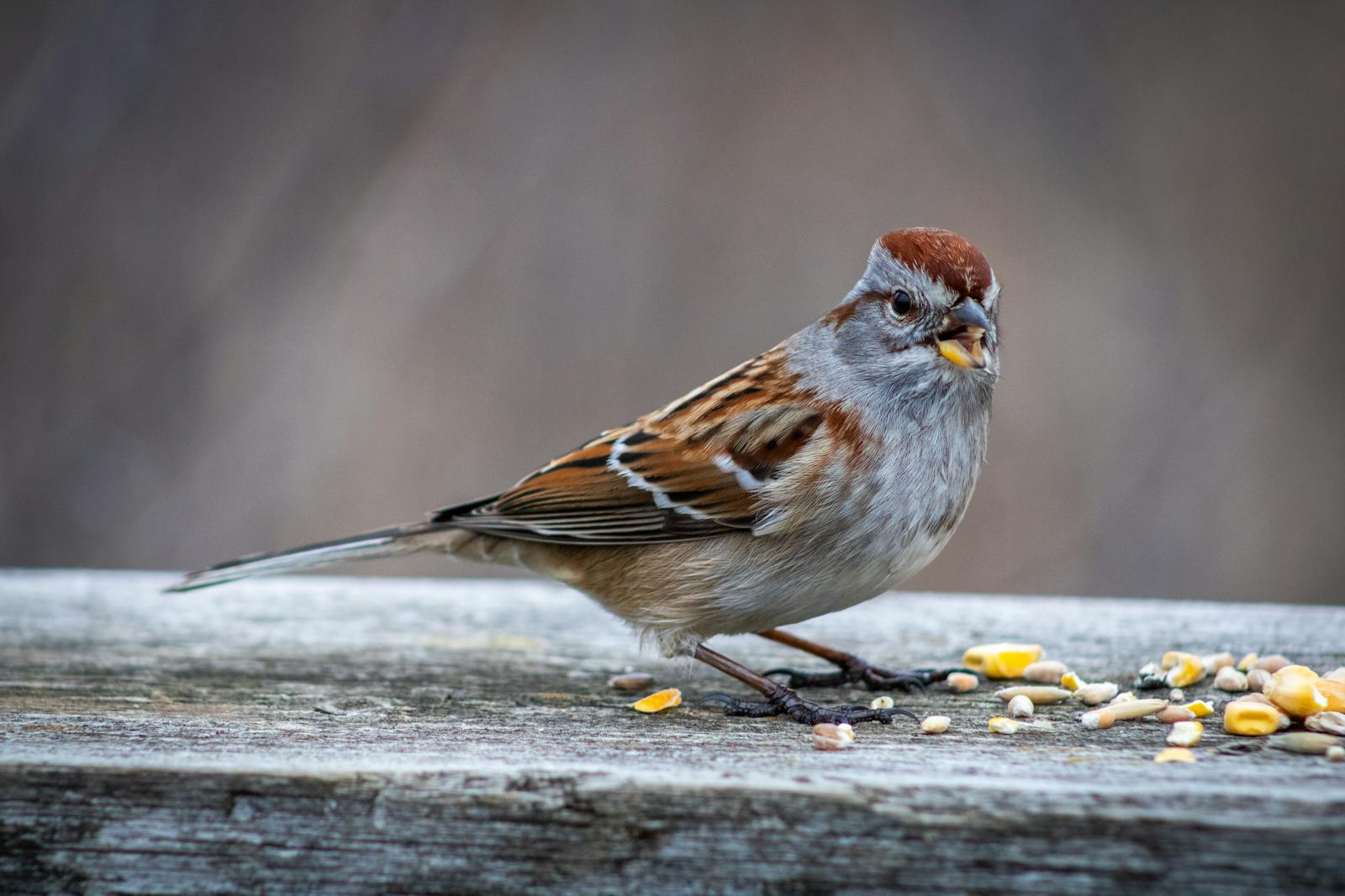 Bird Food Photos, Download The BEST Free Bird Food Stock Photos & HD Images