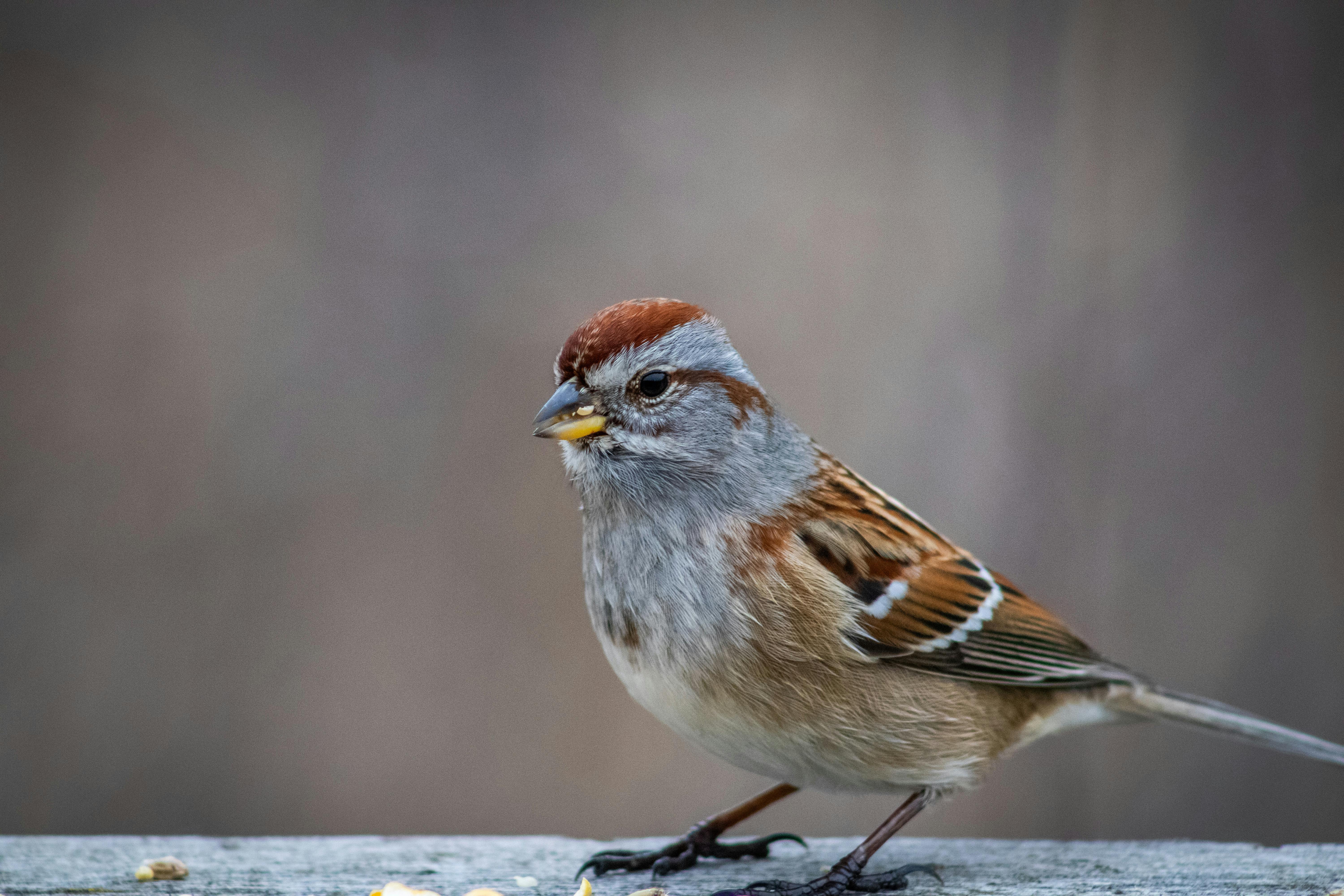 Small Sparrow Bird · Free Stock Photo