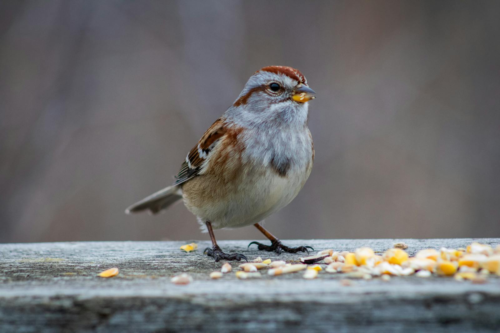 Bird Food Photos, Download The BEST Free Bird Food Stock Photos & HD Images