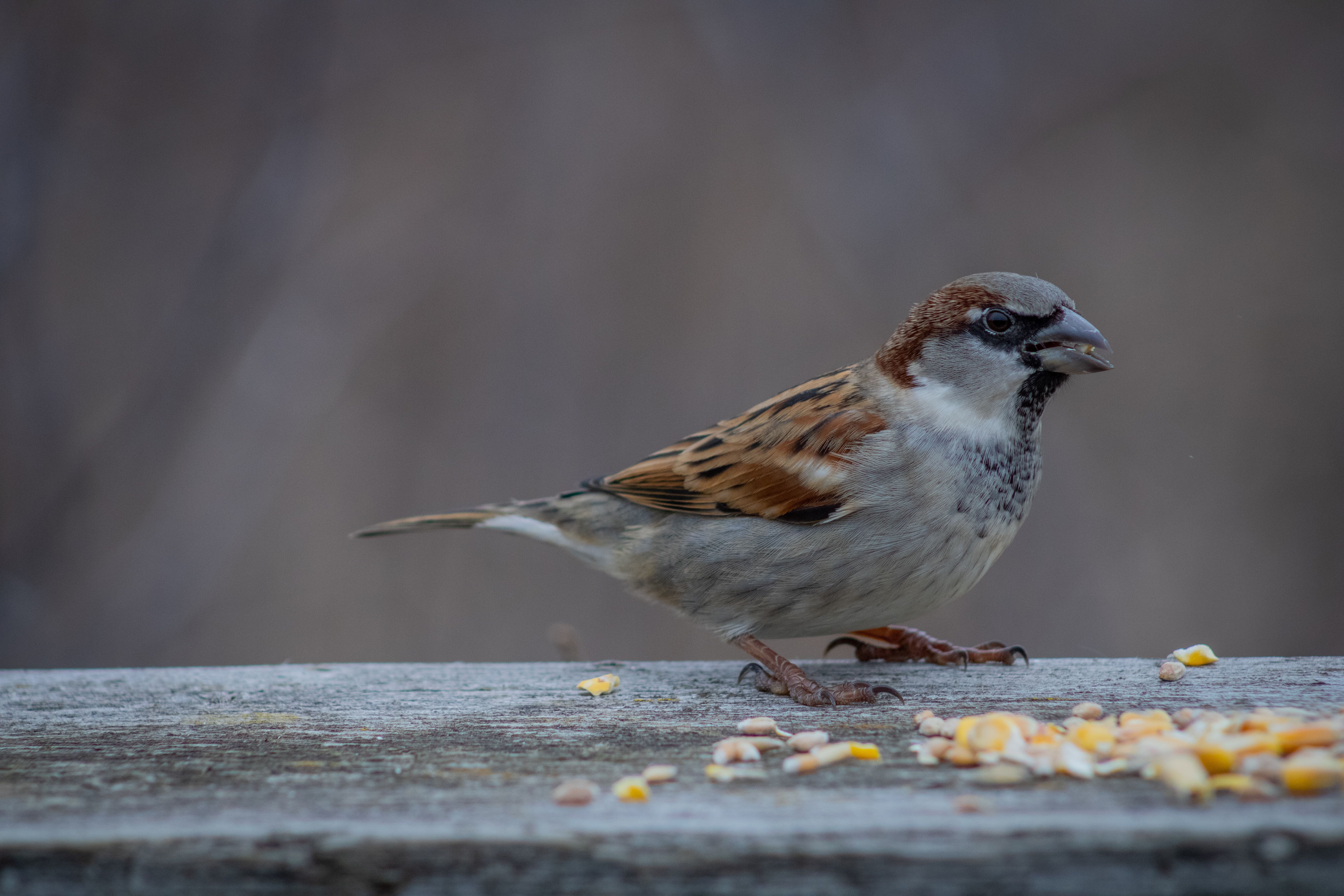 Sparrow with Food · Free Stock Photo