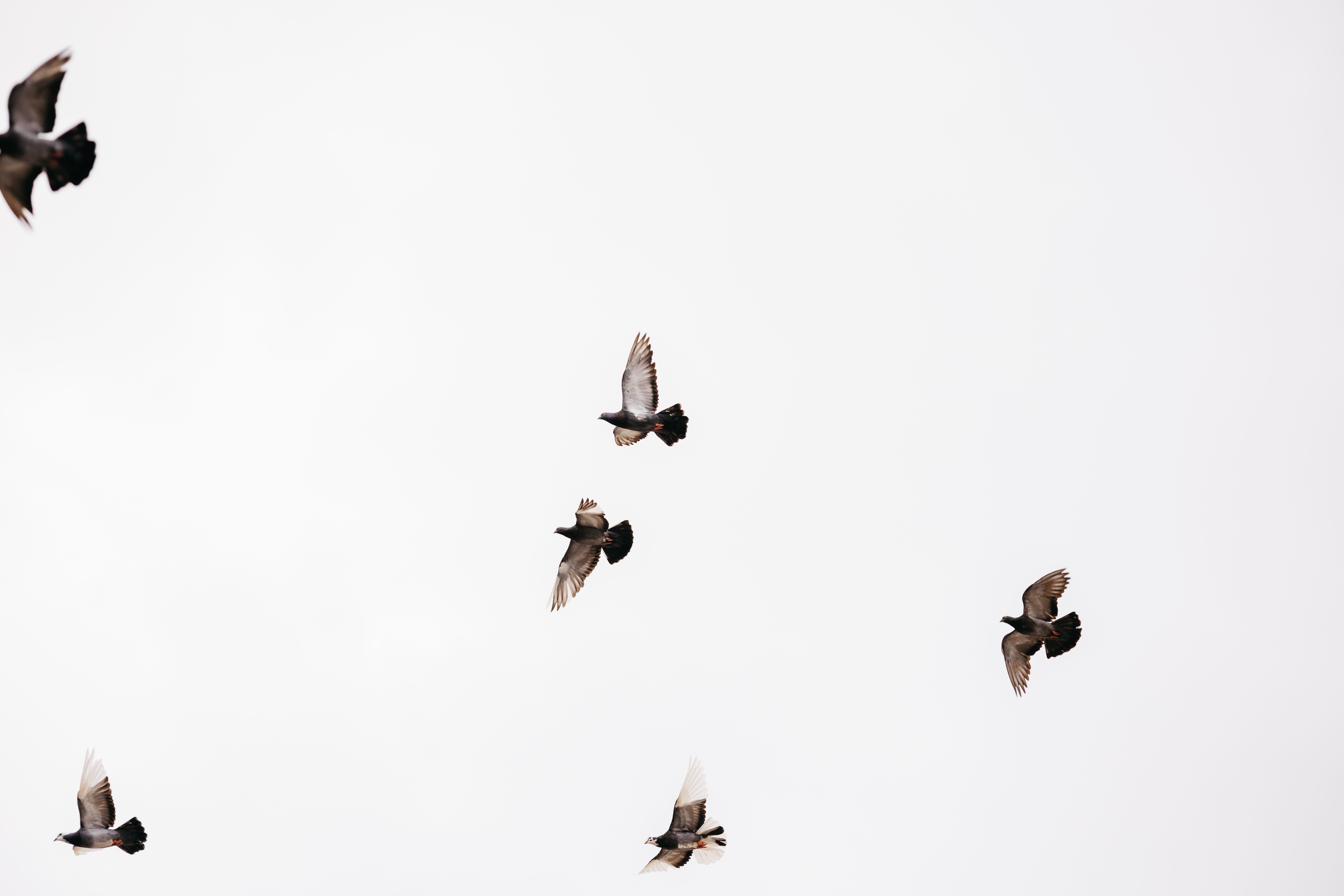 Birds Flying in Sky · Free Stock Photo