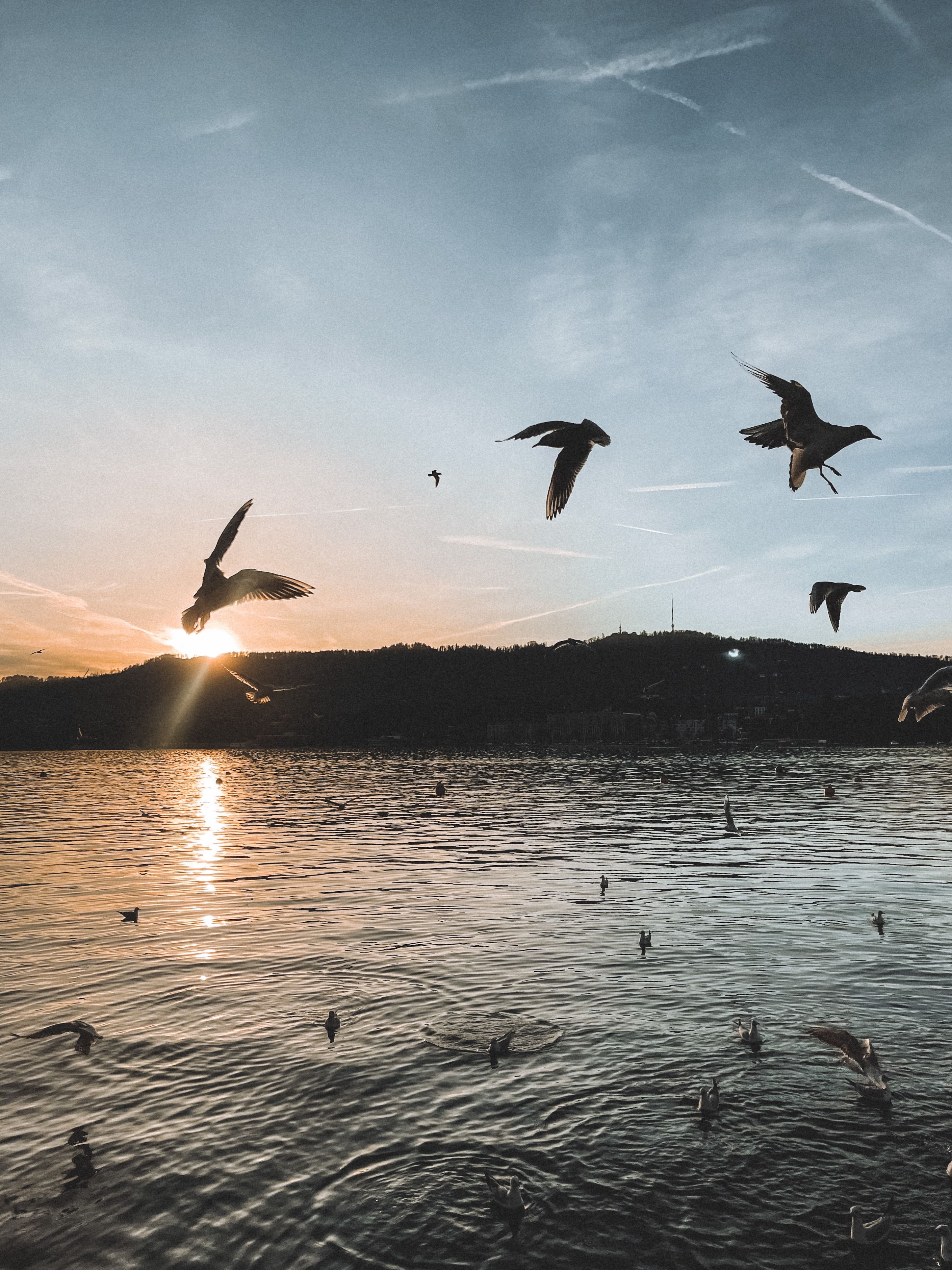 Birds Flying over Lake at Dusk · Free Stock Photo