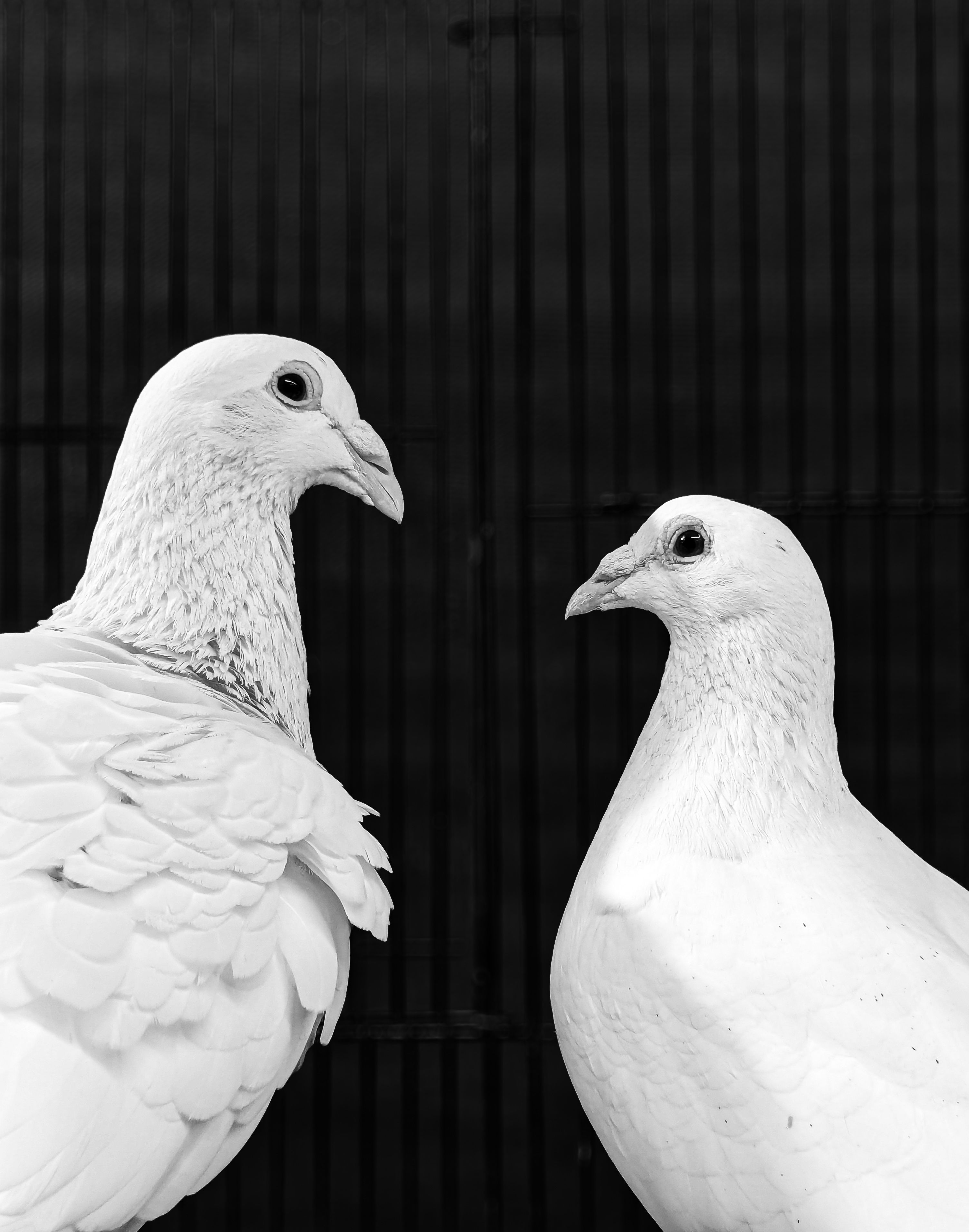 Grayscale Photo of Tow Pigeons · Free Stock Photo