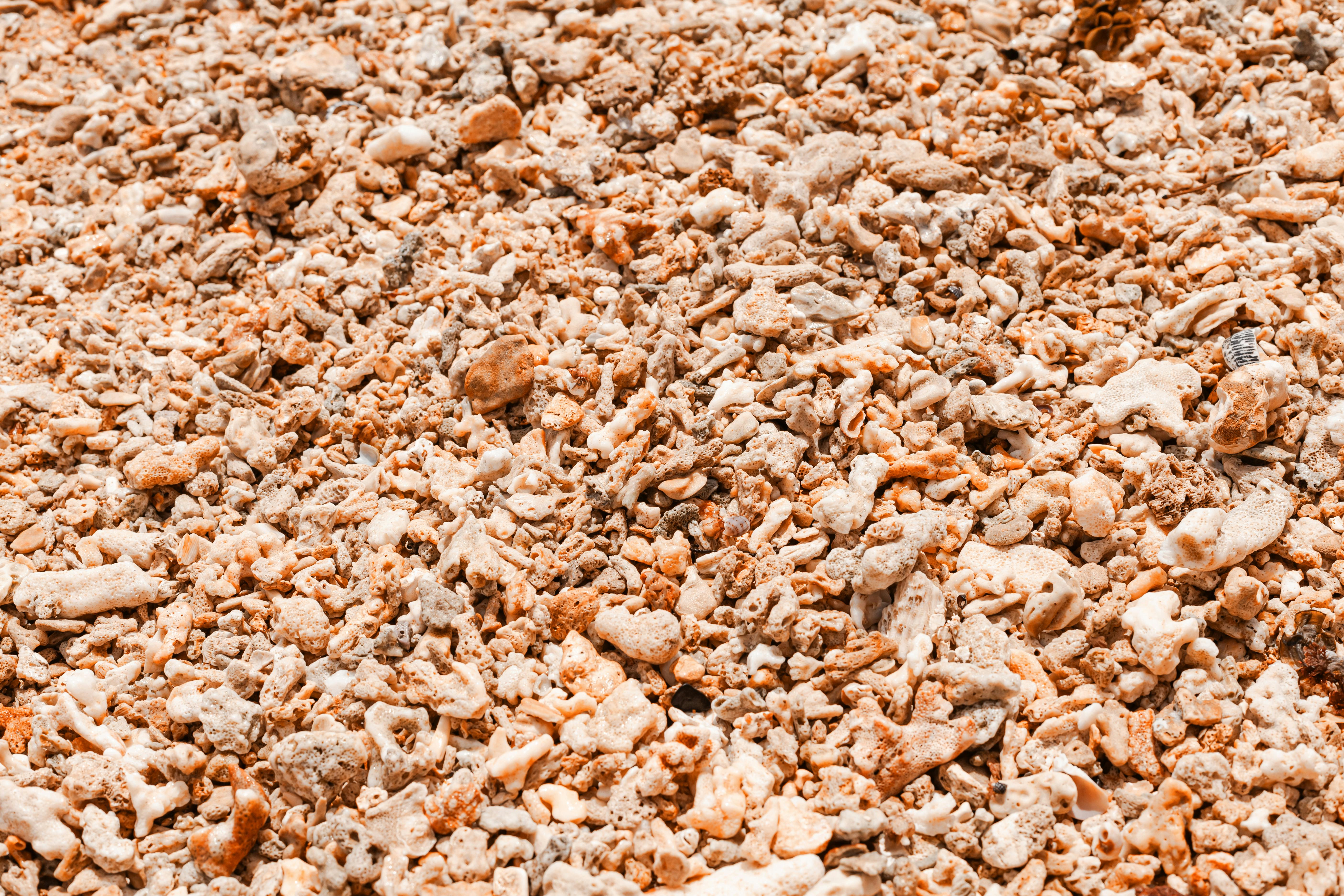 Coral Draw Photos, Download The BEST Free Coral Draw Stock Photos & HD ...