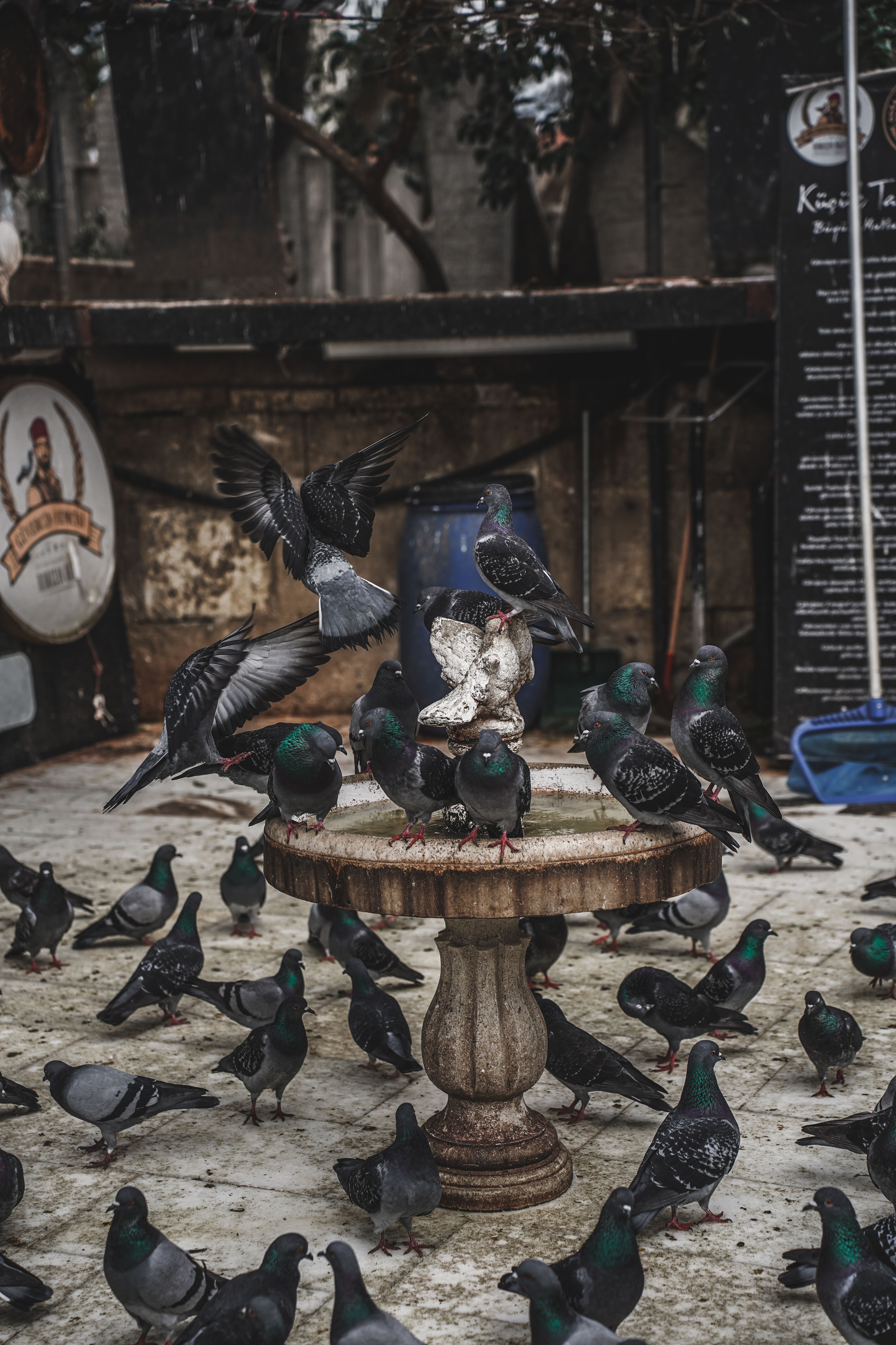 A group of pigeons sitting on a table · Free Stock Photo