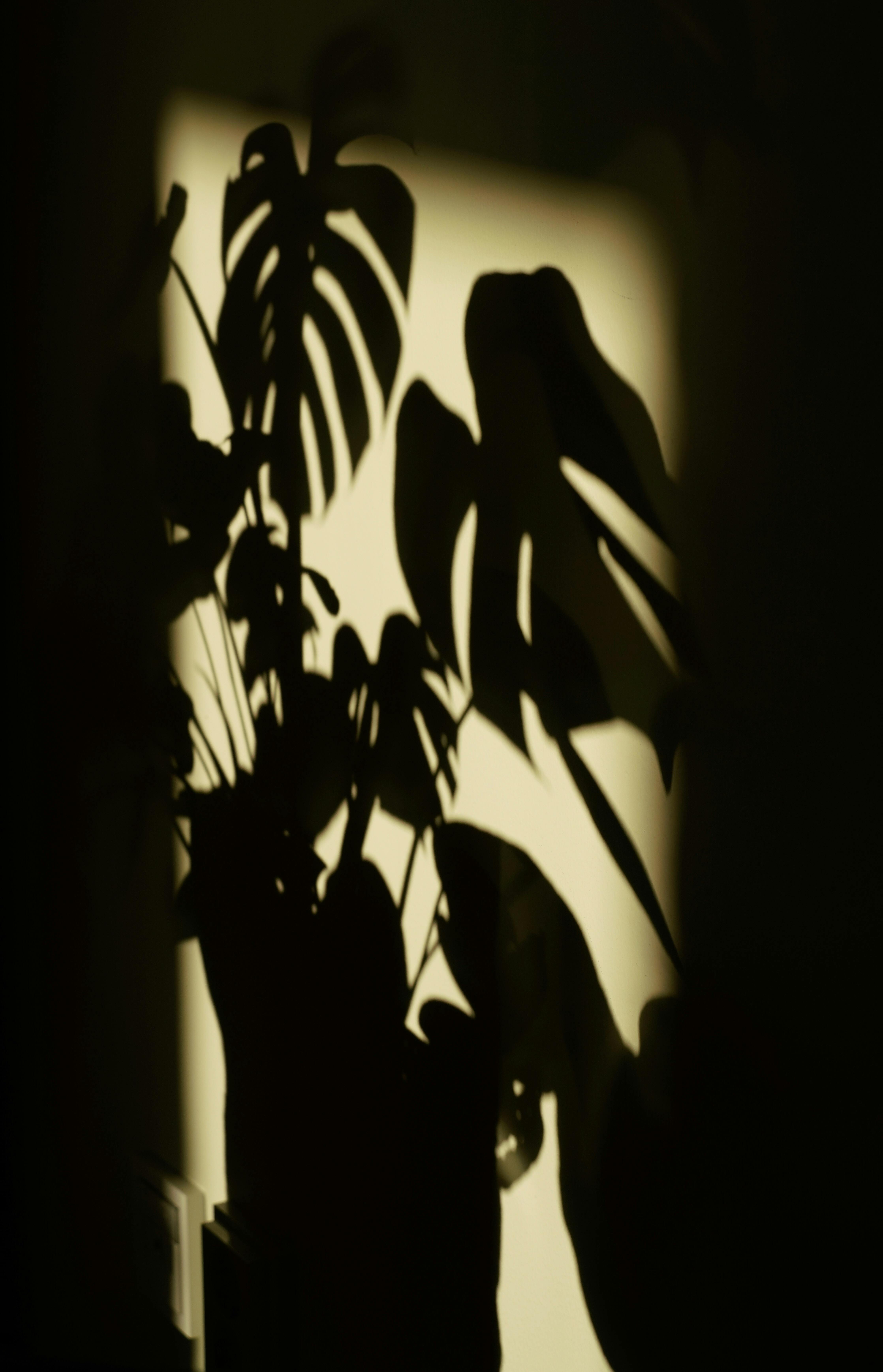 Monstera Shadow Photos, Download The BEST Free Monstera Shadow Stock ...