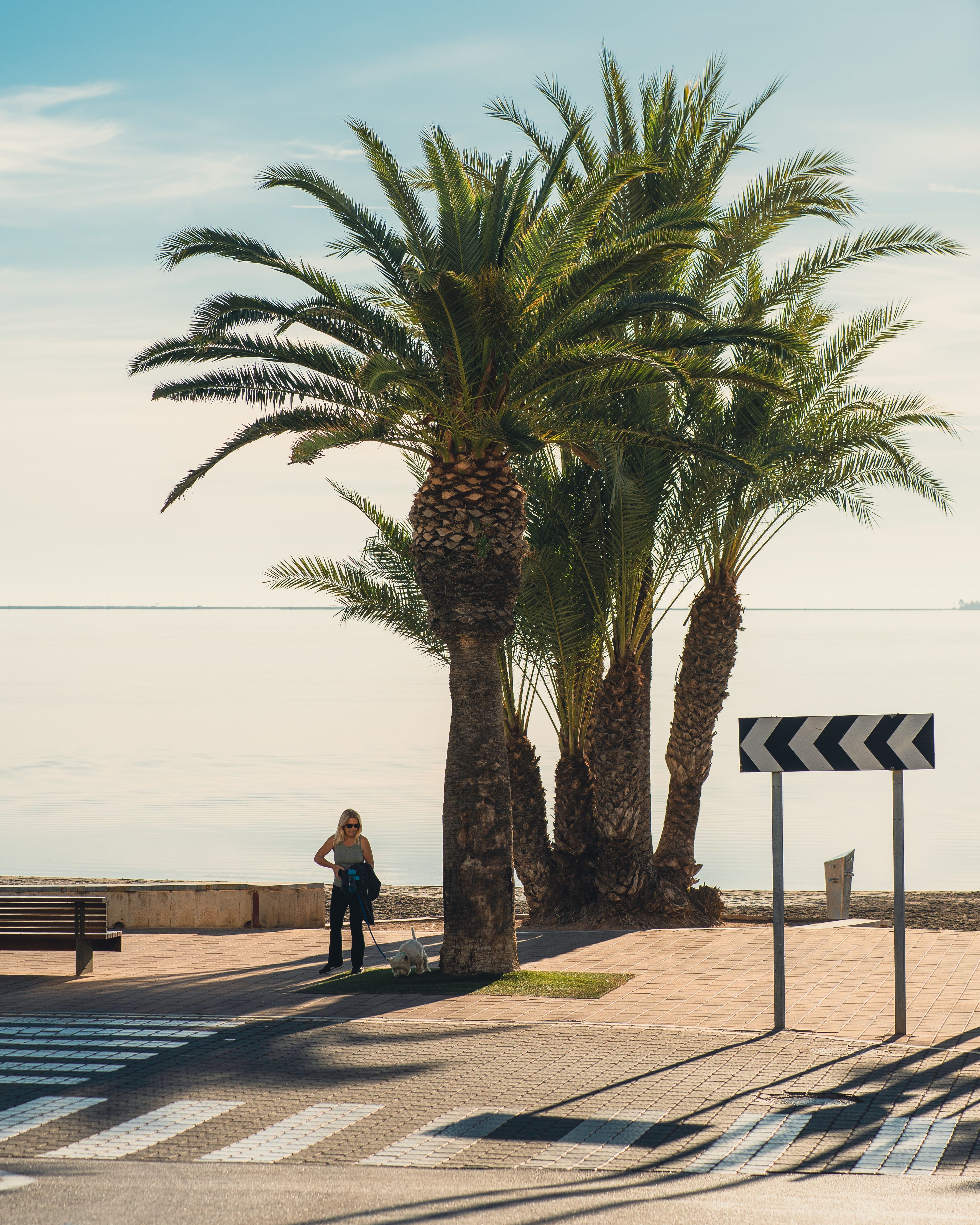 Woman under Palm Trees on Promenade · Free Stock Photo