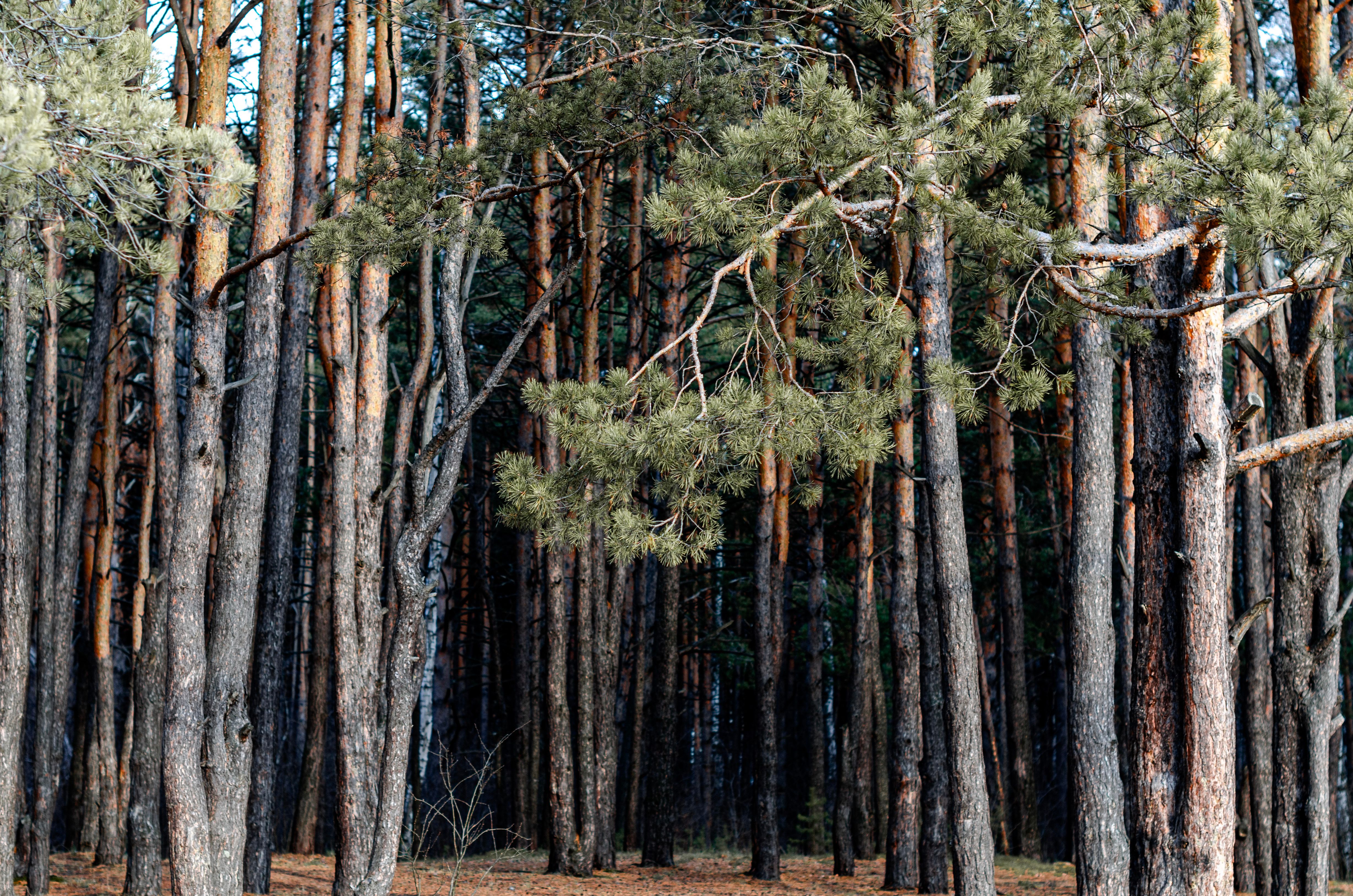 Deep, Evergreen Forest · Free Stock Photo