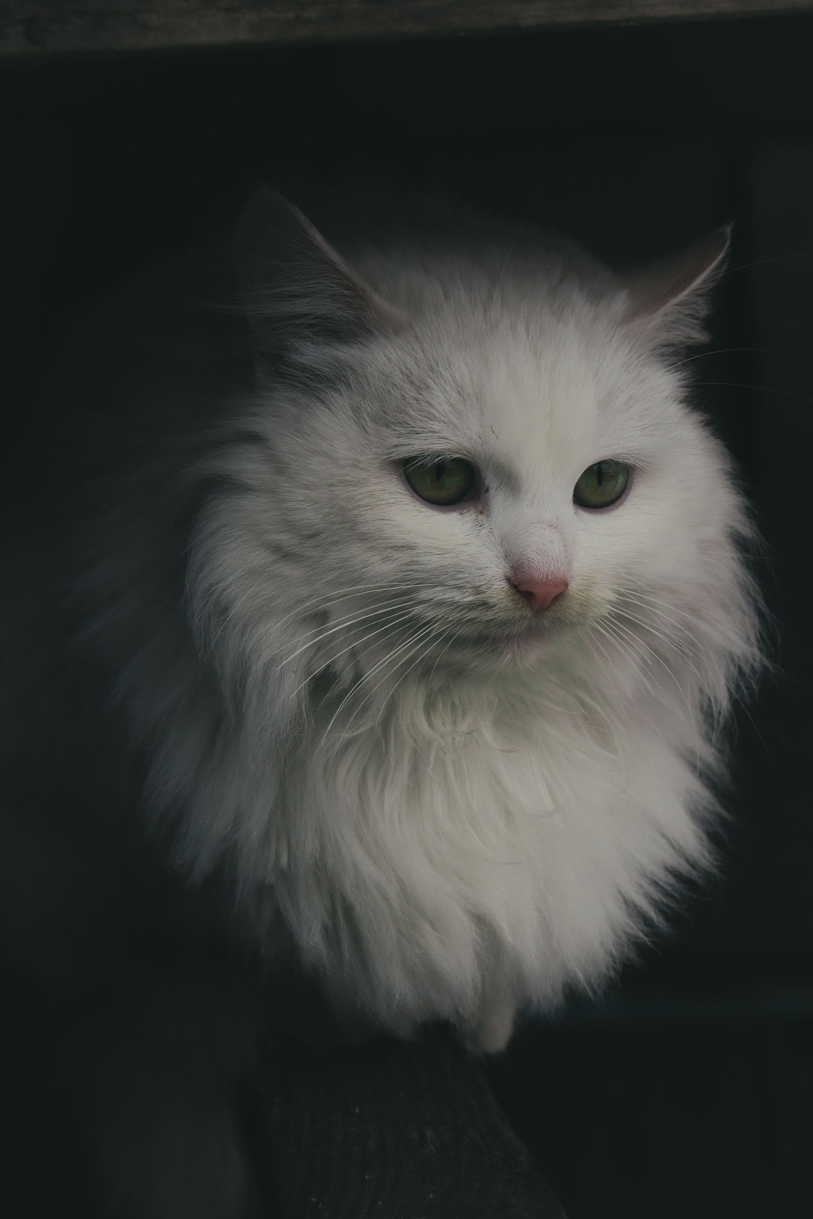 Cool Cat Photos, Download The BEST Free Cool Cat Stock Photos & HD Images