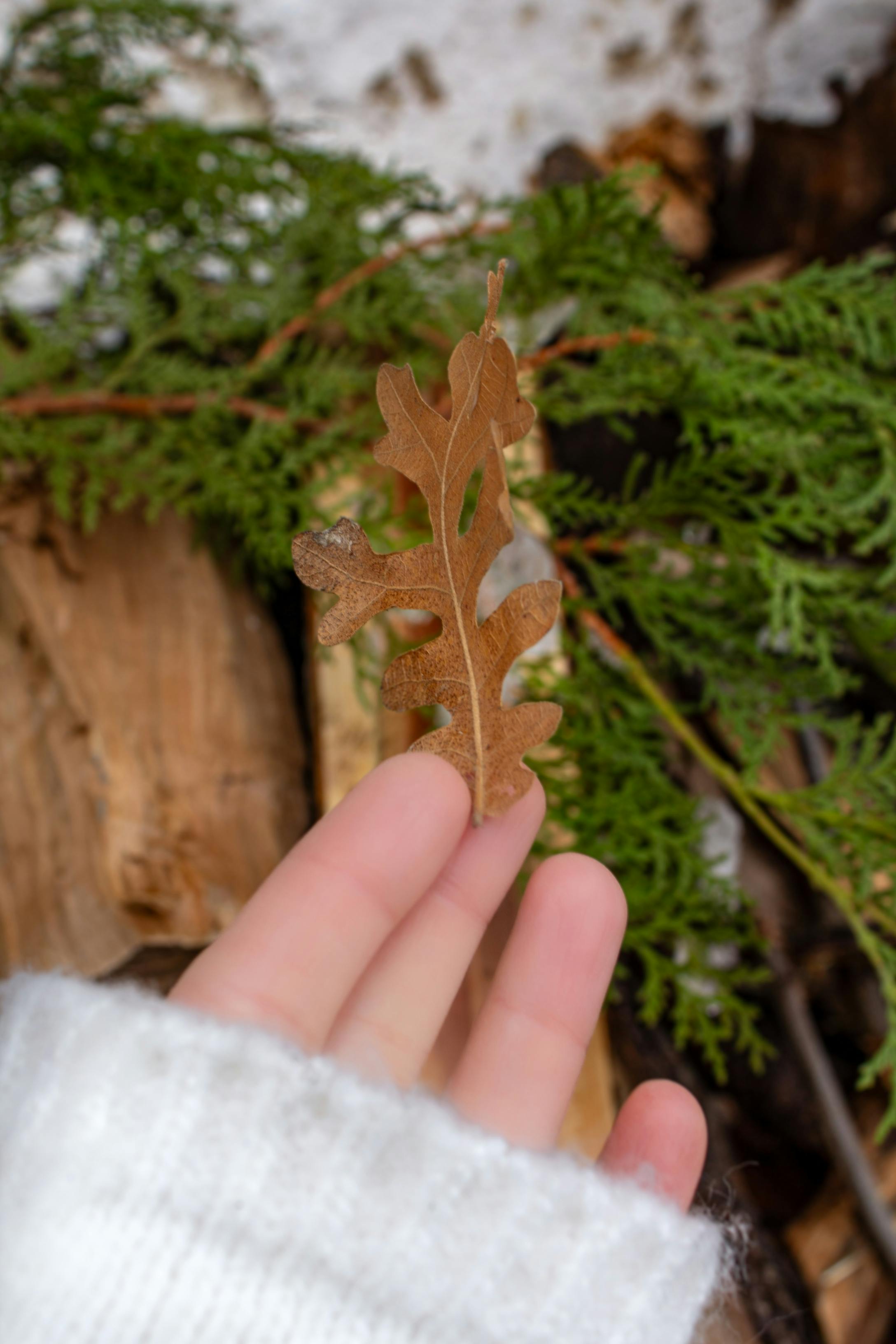 Woman Fingers Holding Autumn Leaf · Free Stock Photo
