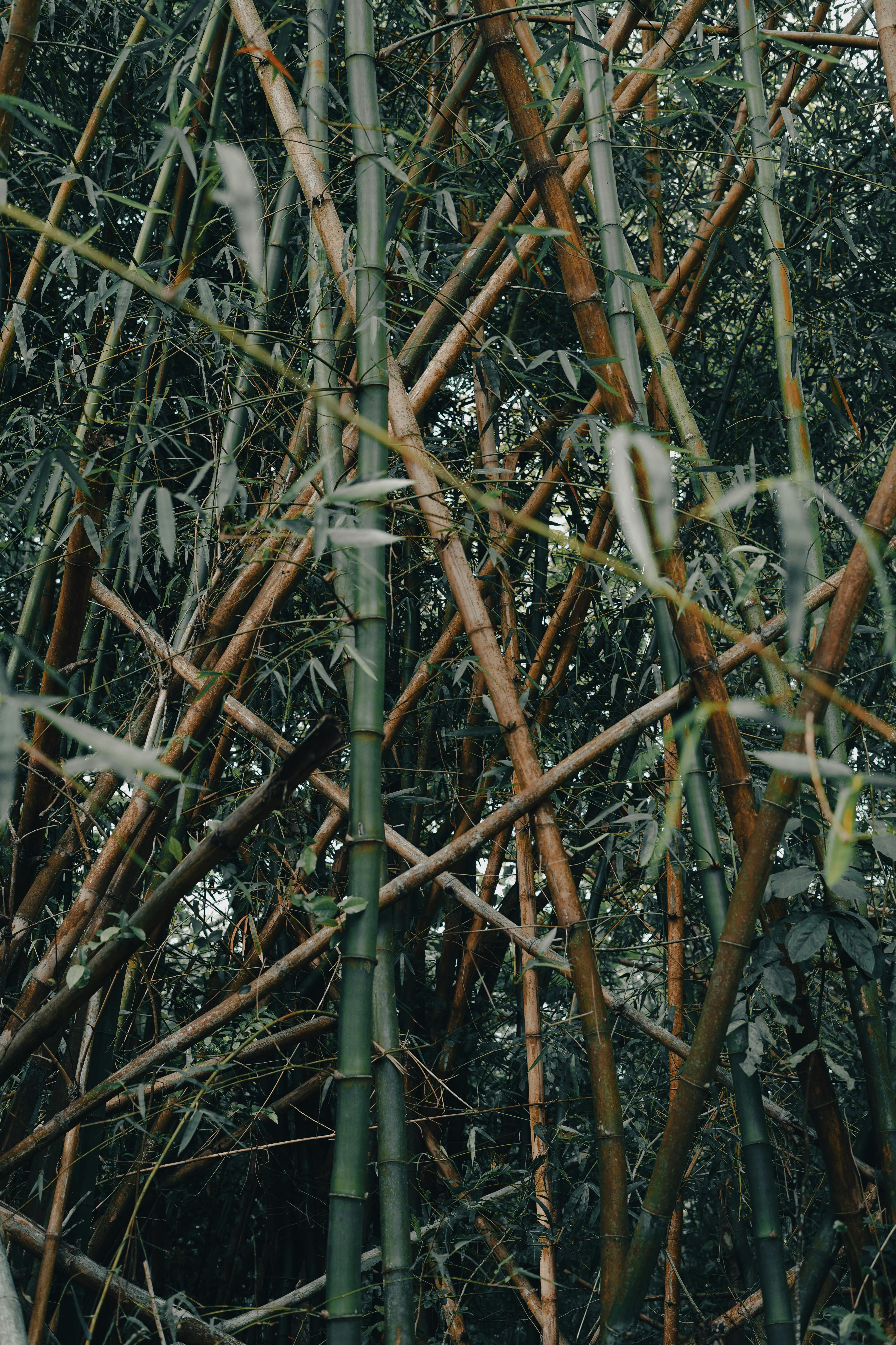 Clumping Bamboo Photos, Download The BEST Free Clumping Bamboo Stock ...