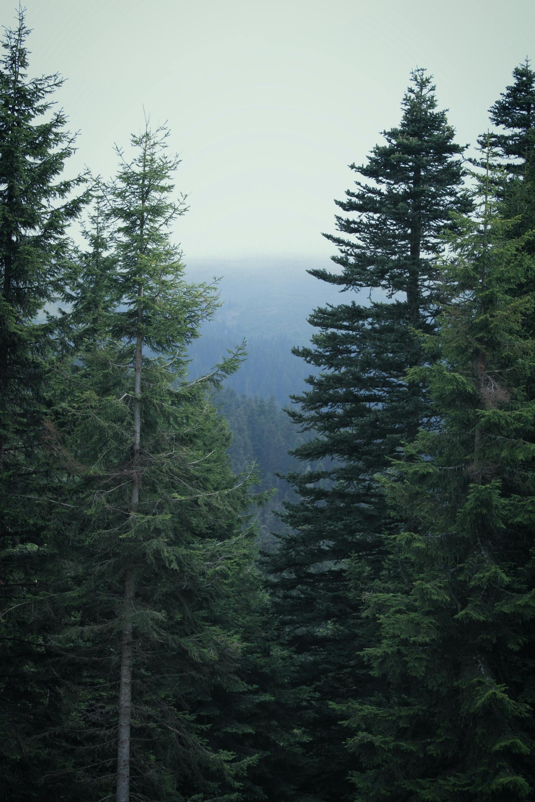 Deep, Evergreen Forest · Free Stock Photo