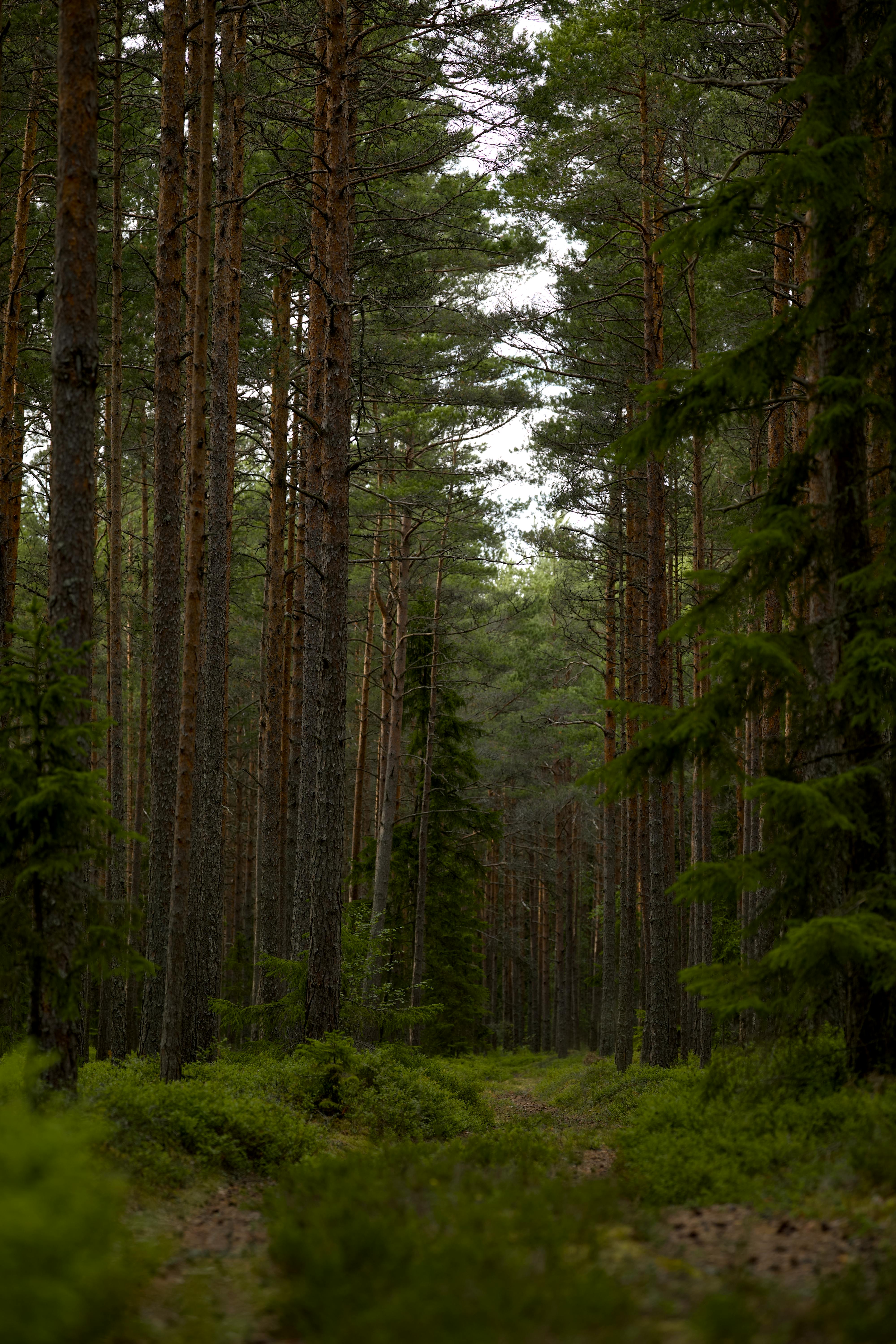 Trees in Deep, Evergreen Forest · Free Stock Photo