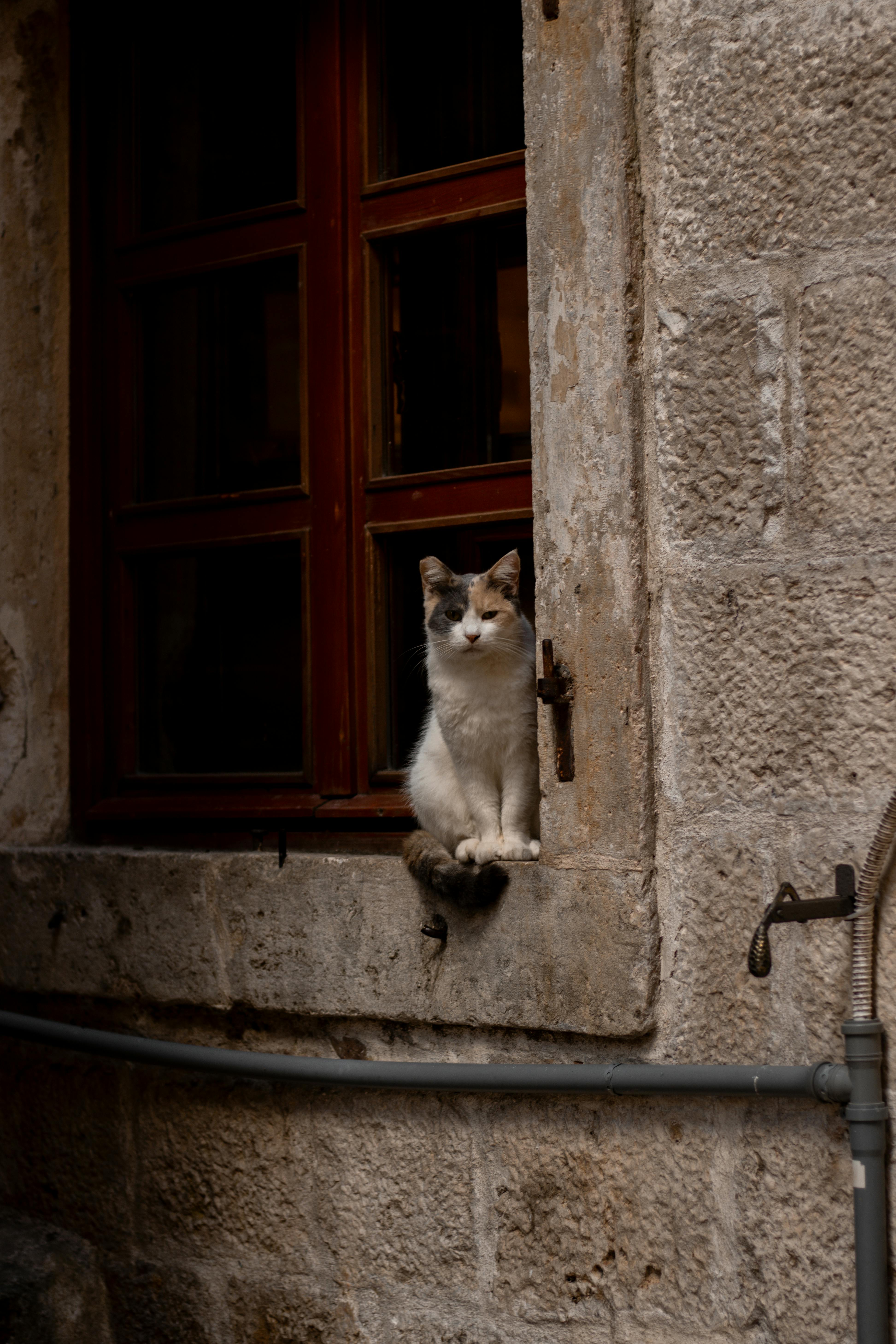 Sad cat sittind at the window · Free Stock Photo