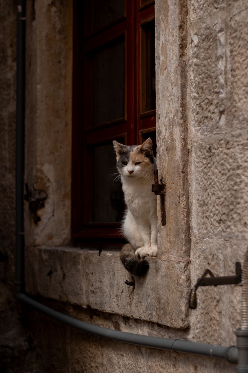 Sad Cat Photos, Download The BEST Free Sad Cat Stock Photos & HD Images
