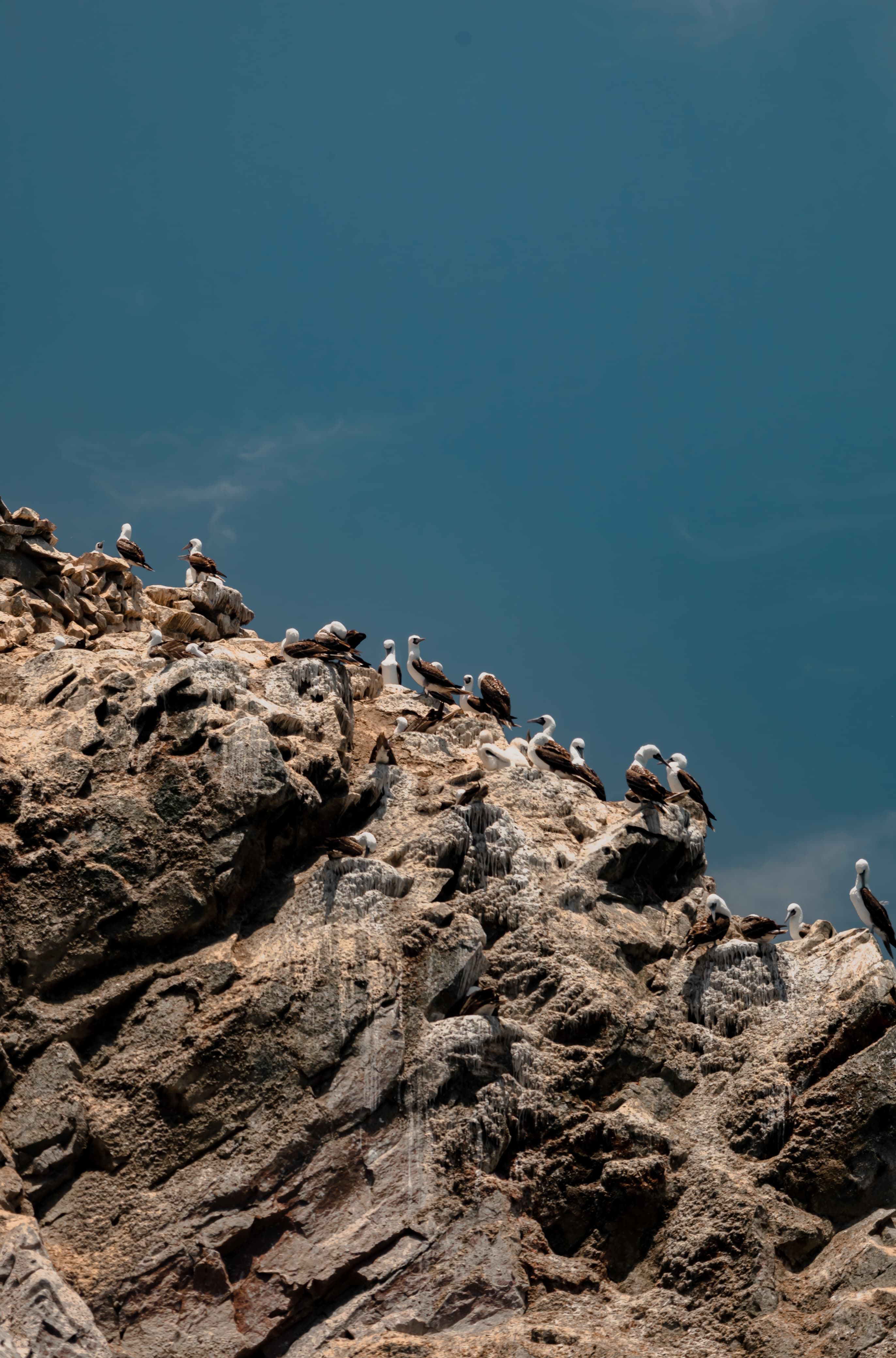 View of Seabirds Sitting on a Rocky Shore · Free Stock Photo